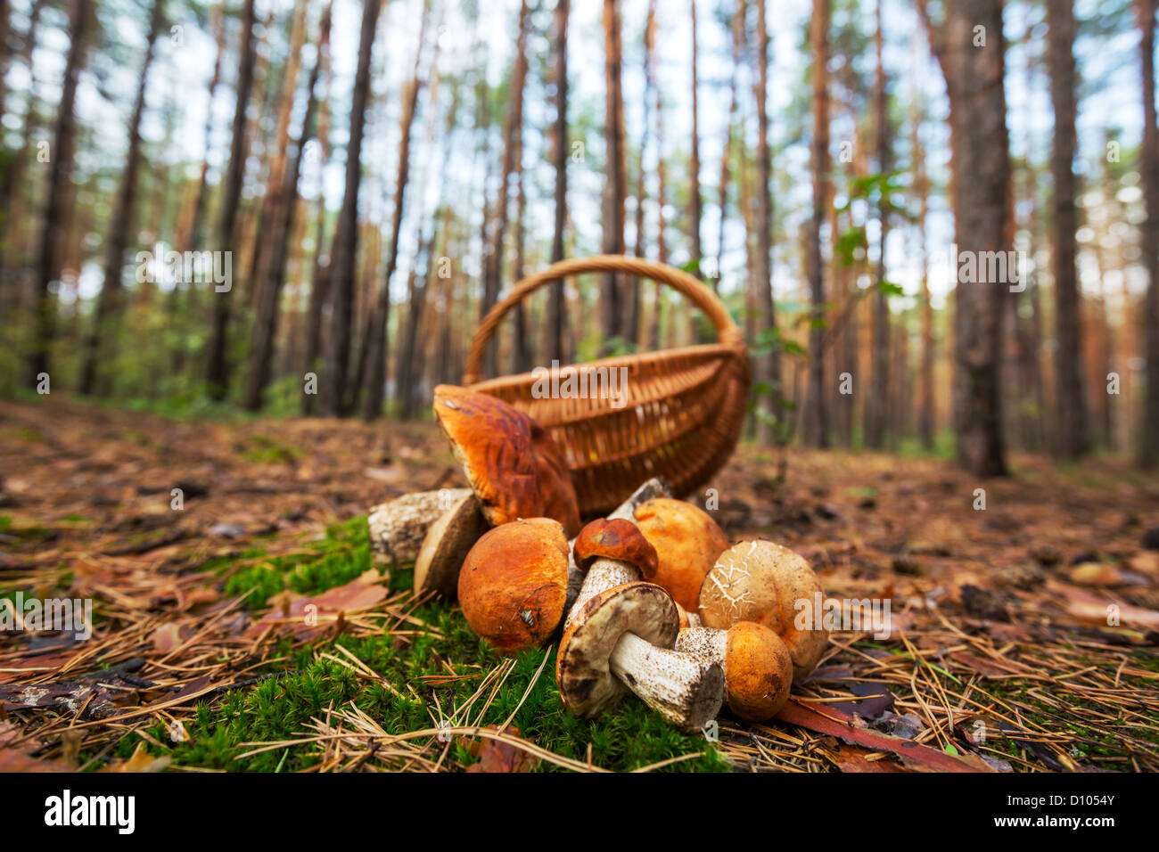 Picking Mushrooms High Resolution Stock Photography and Images - Alamy