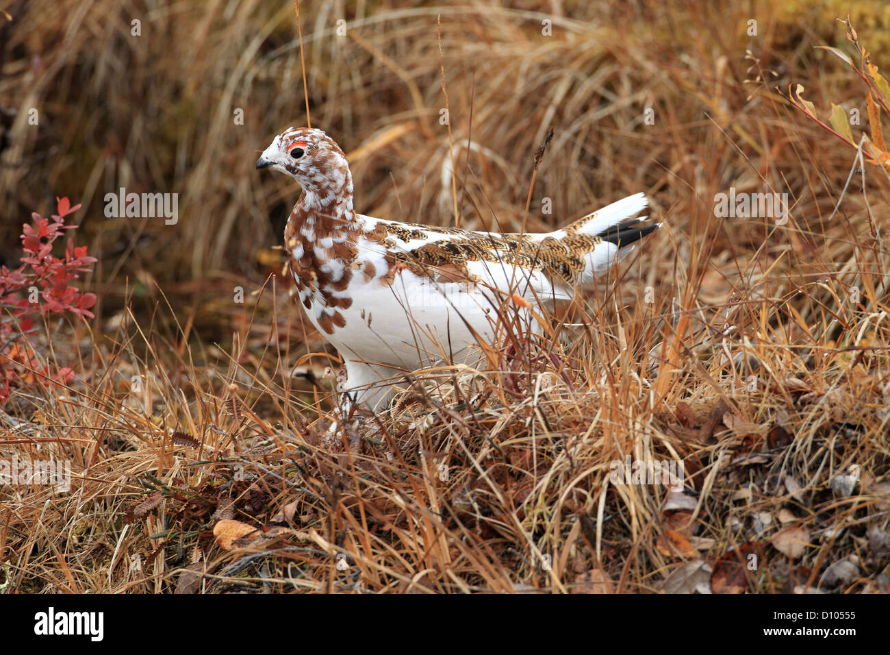 Ptarmigan winter feet hi-res stock photography and images - Alamy