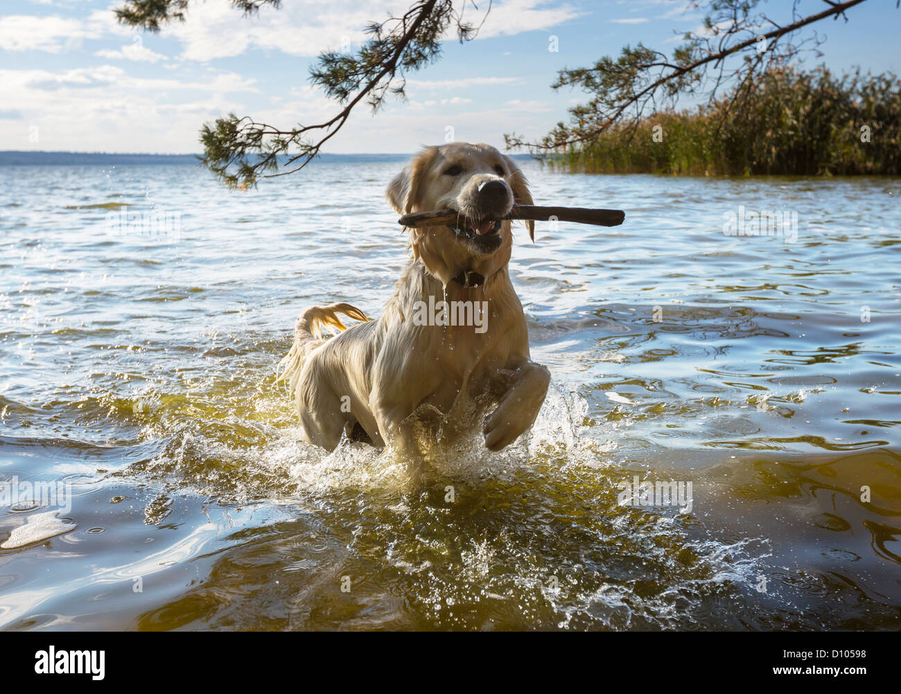 Gold retriver hi-res stock photography and images - Alamy