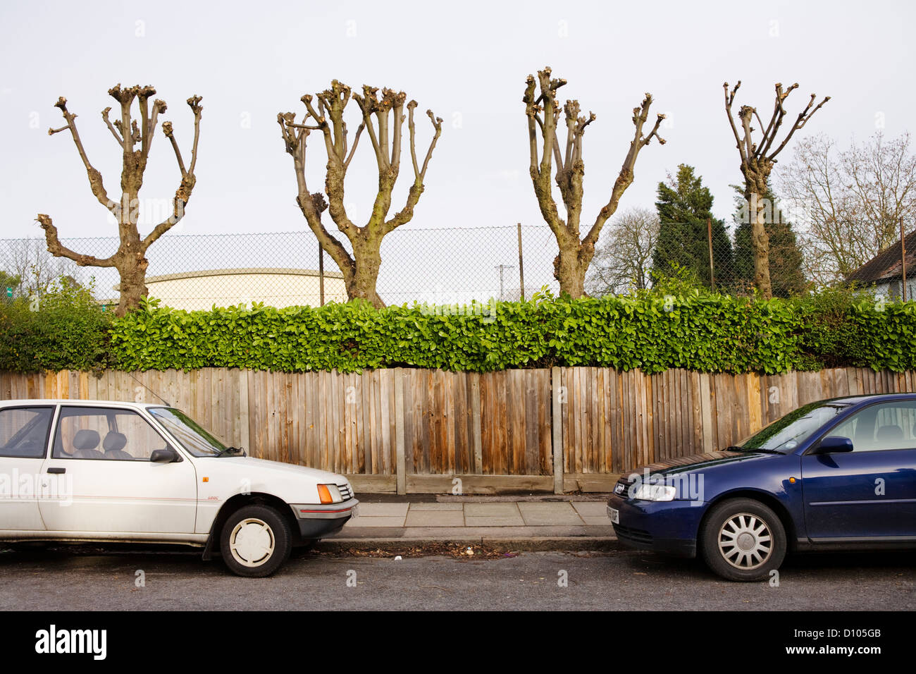 Pollarded trees in suburban London Stock Photo - Alamy