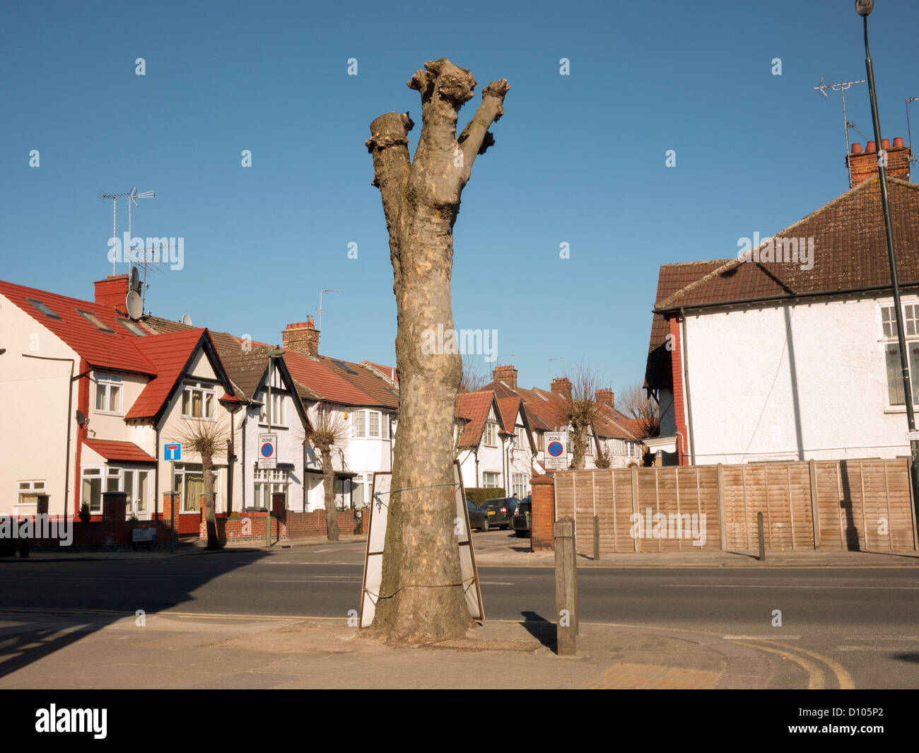 Pollarded trees in suburban London Stock Photo - Alamy