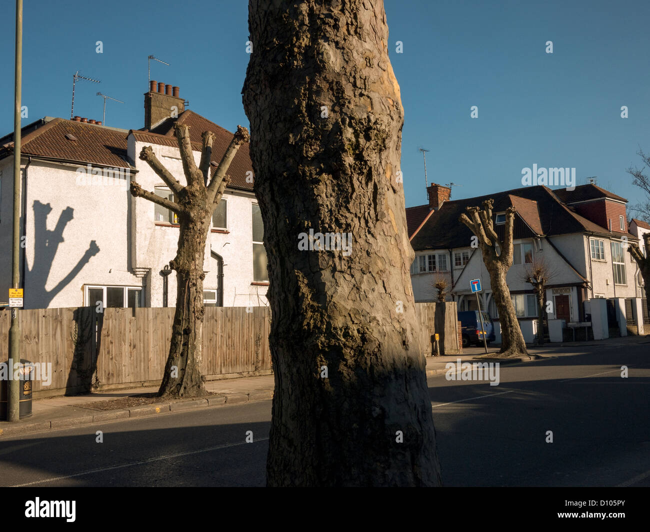 Pollarded trees in suburban London Stock Photo - Alamy