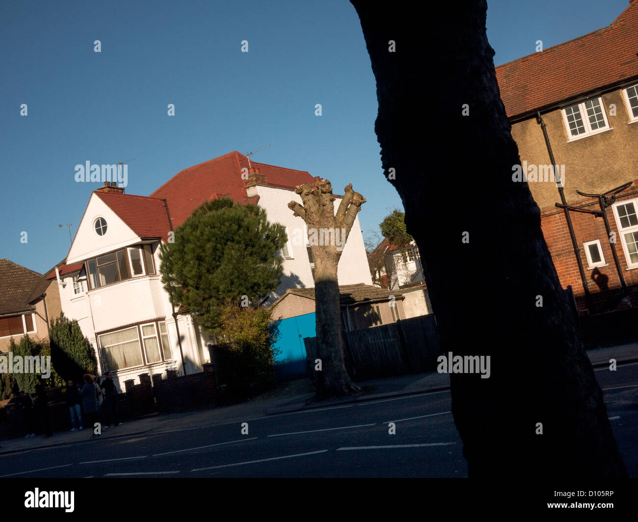 Pollarded trees in suburban London Stock Photo - Alamy