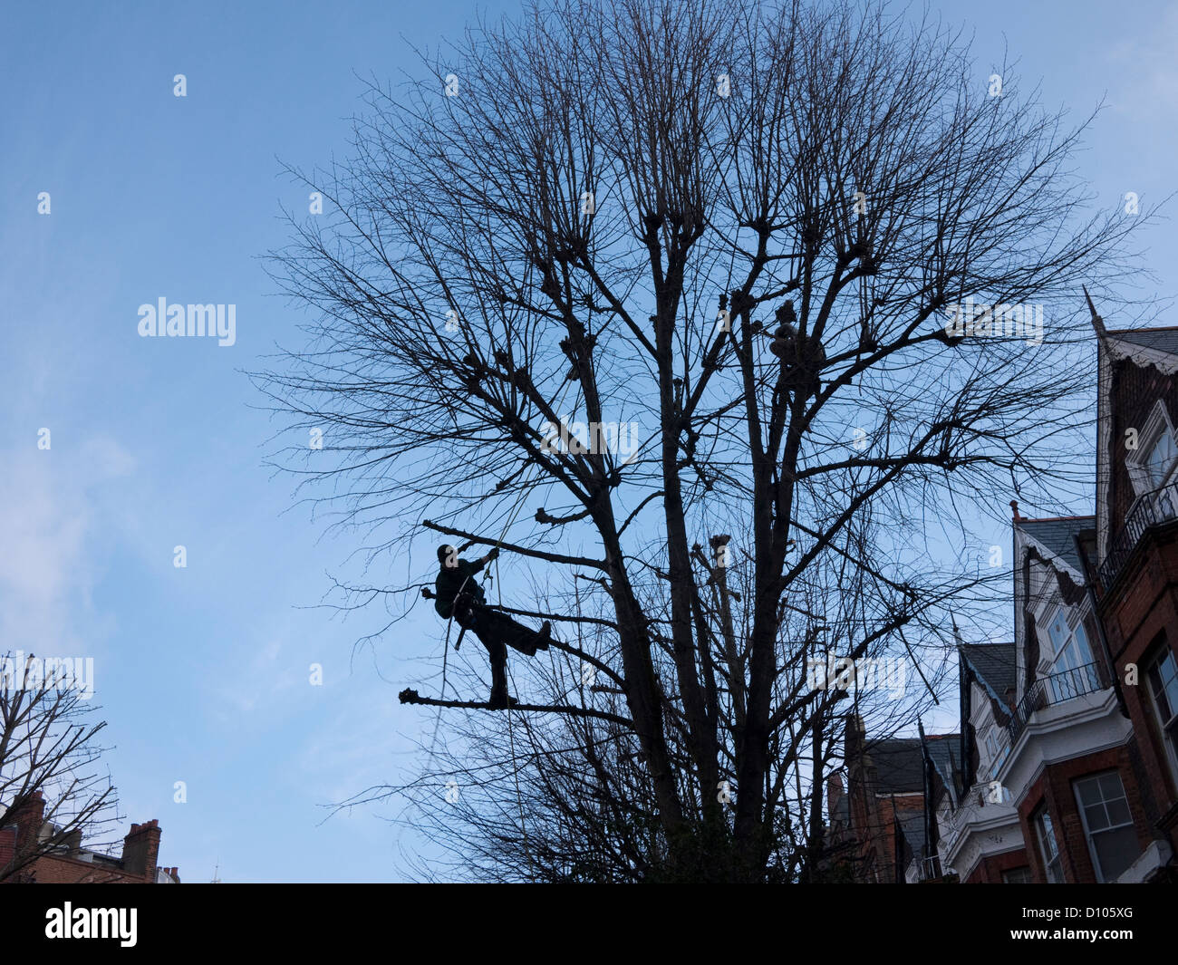 Tree surgeon pollarding a tree in London Street Stock Photo - Alamy