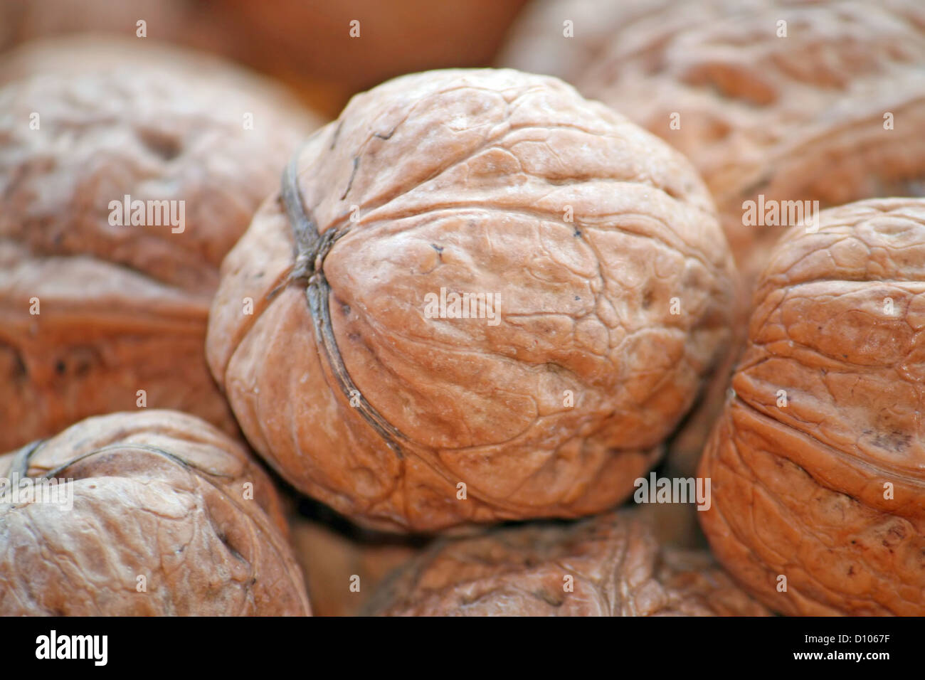 huge shell Walnut Brown photographed by very close Stock Photo - Alamy