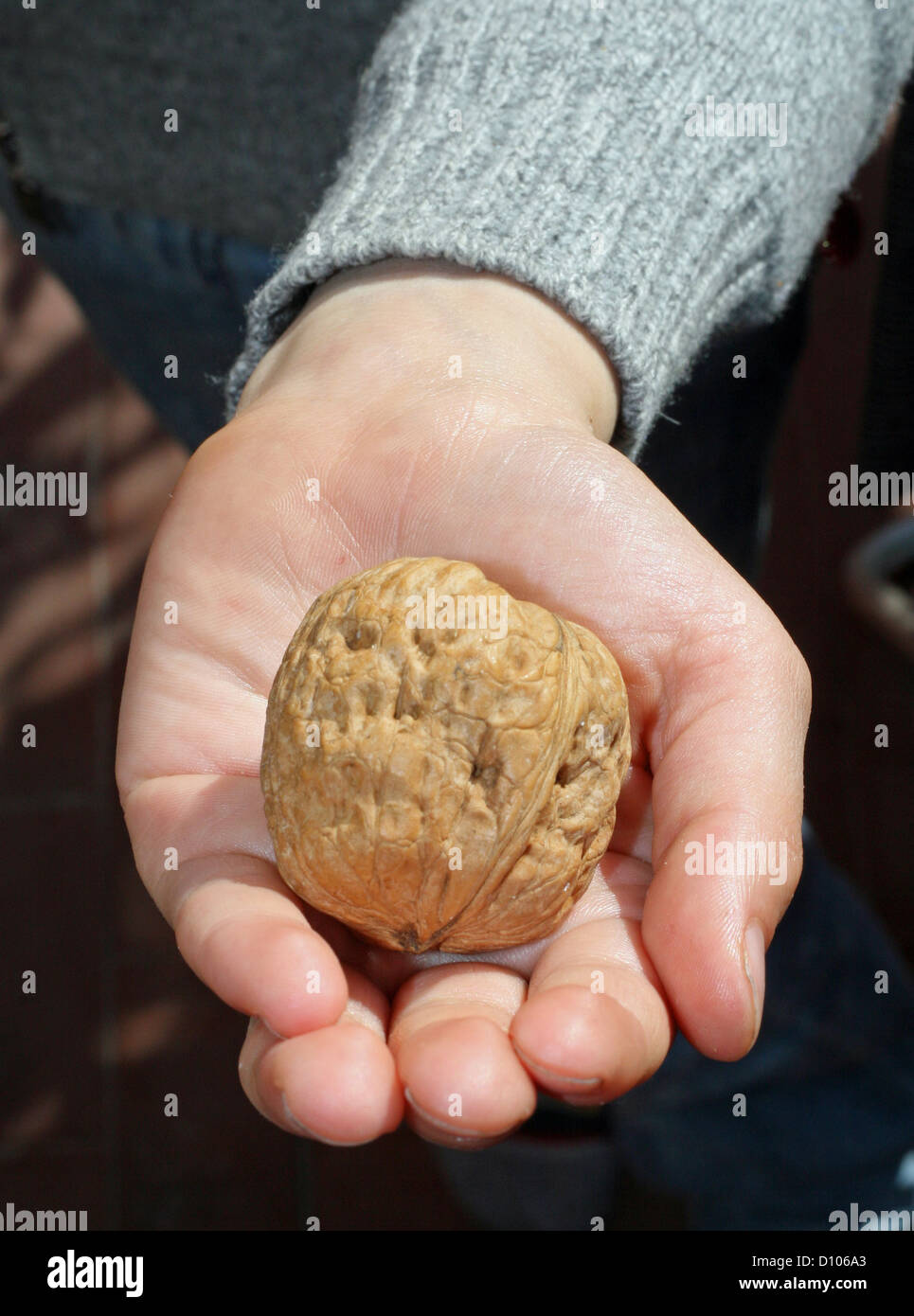 child who is holding a large walnut Stock Photo - Alamy