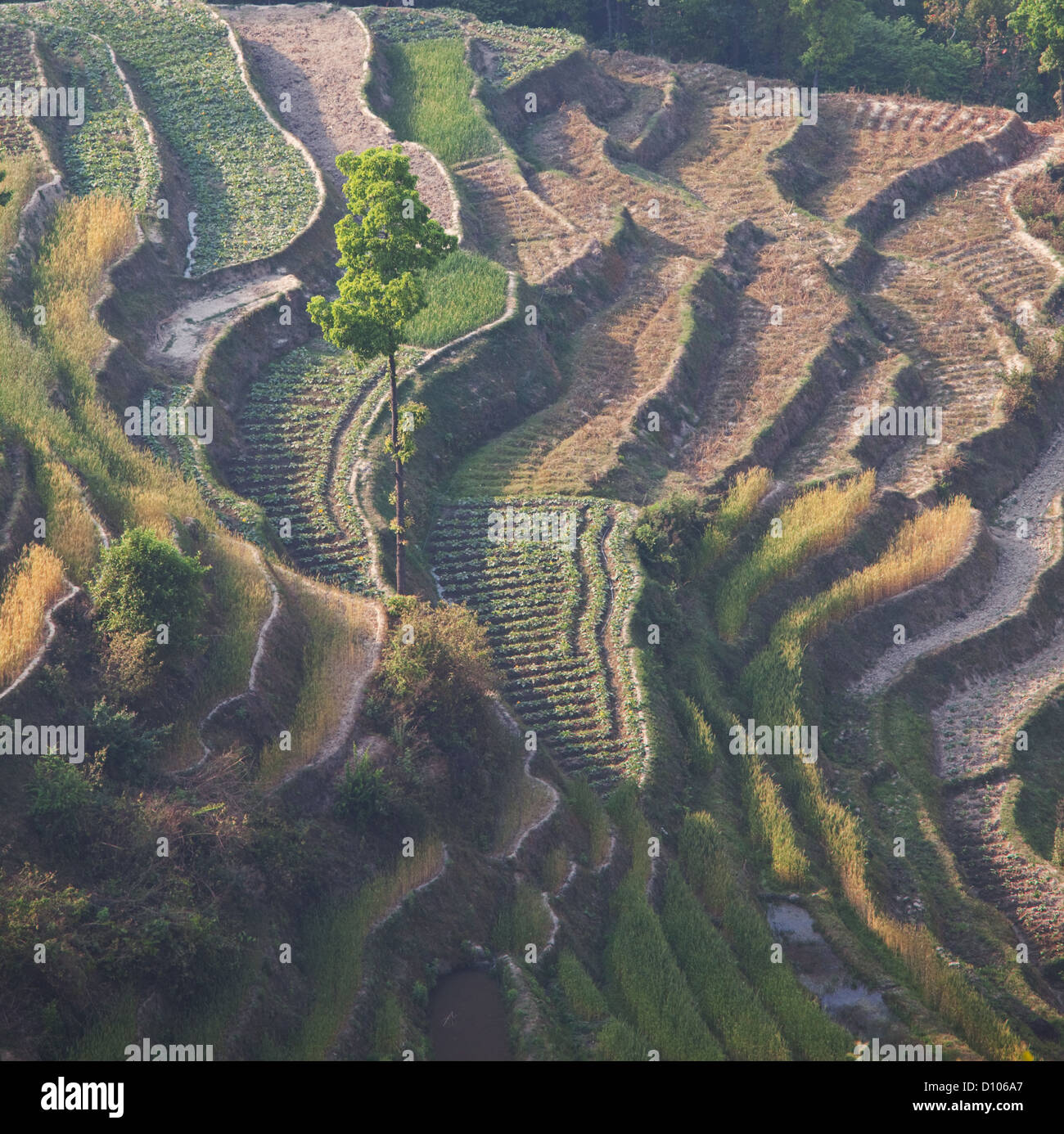 terrace fields in Nepal Stock Photo - Alamy
