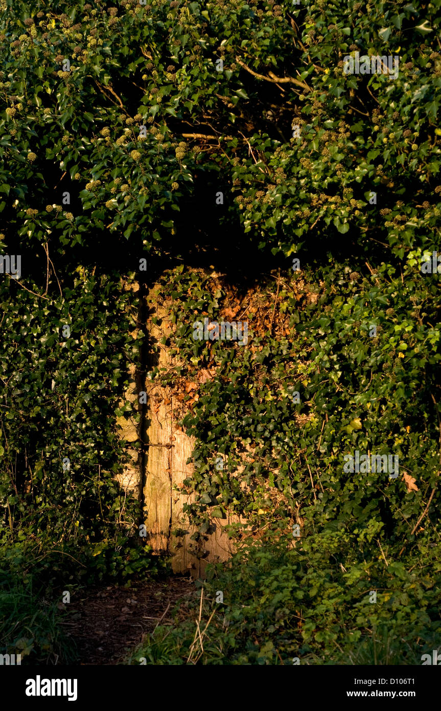 Garden Overgrown Door High Resolution Stock Photography and Images - Alamy