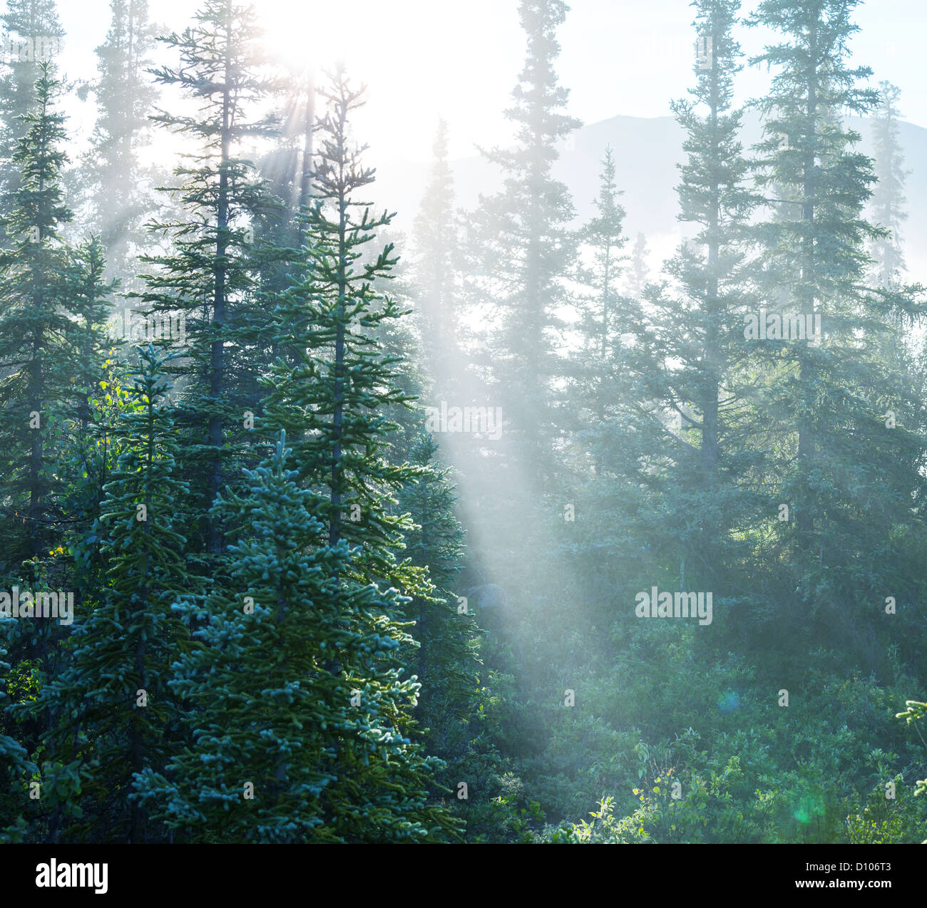 Sunny beams in forest Stock Photo - Alamy