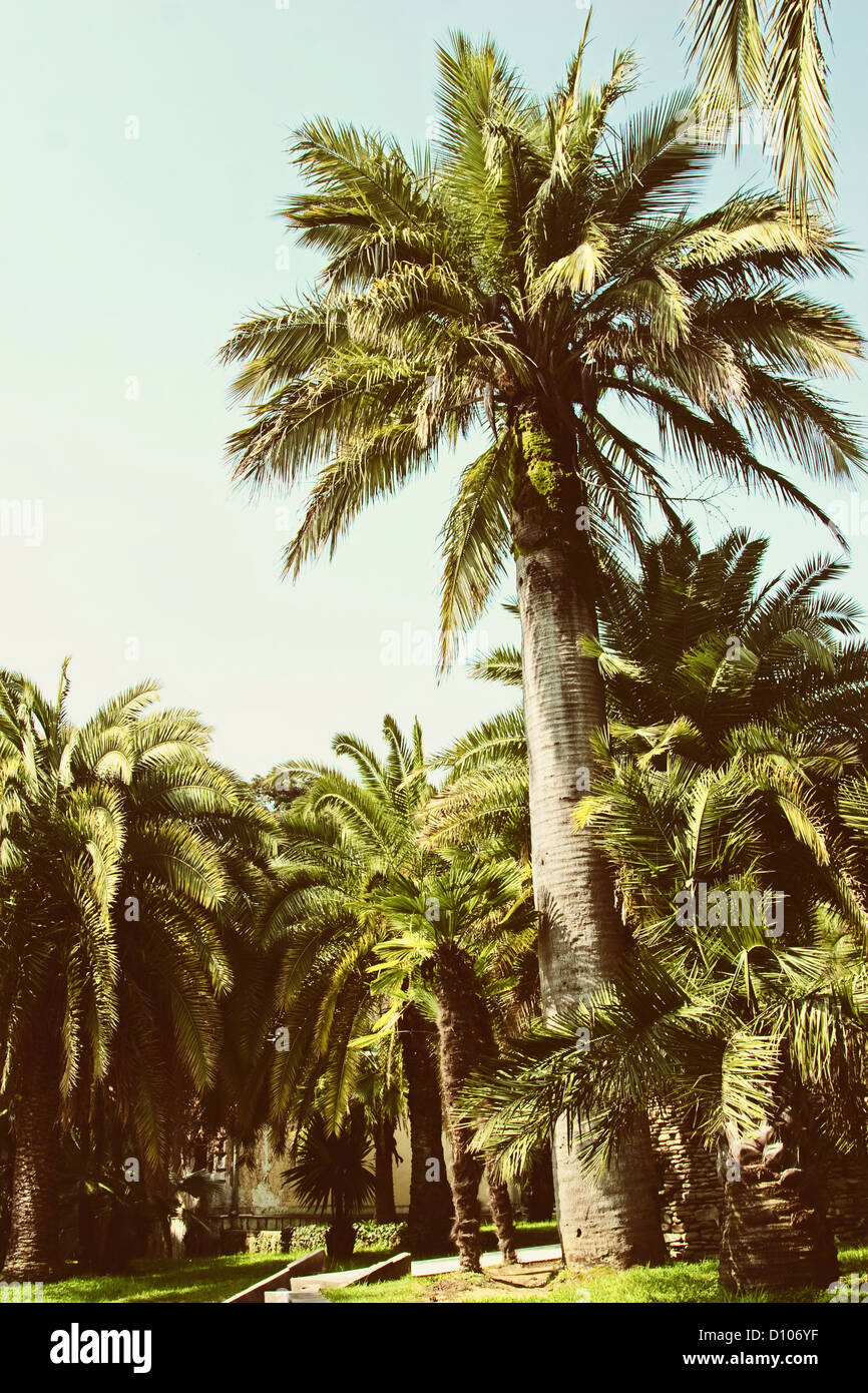 Tropical forest with palms Stock Photo - Alamy