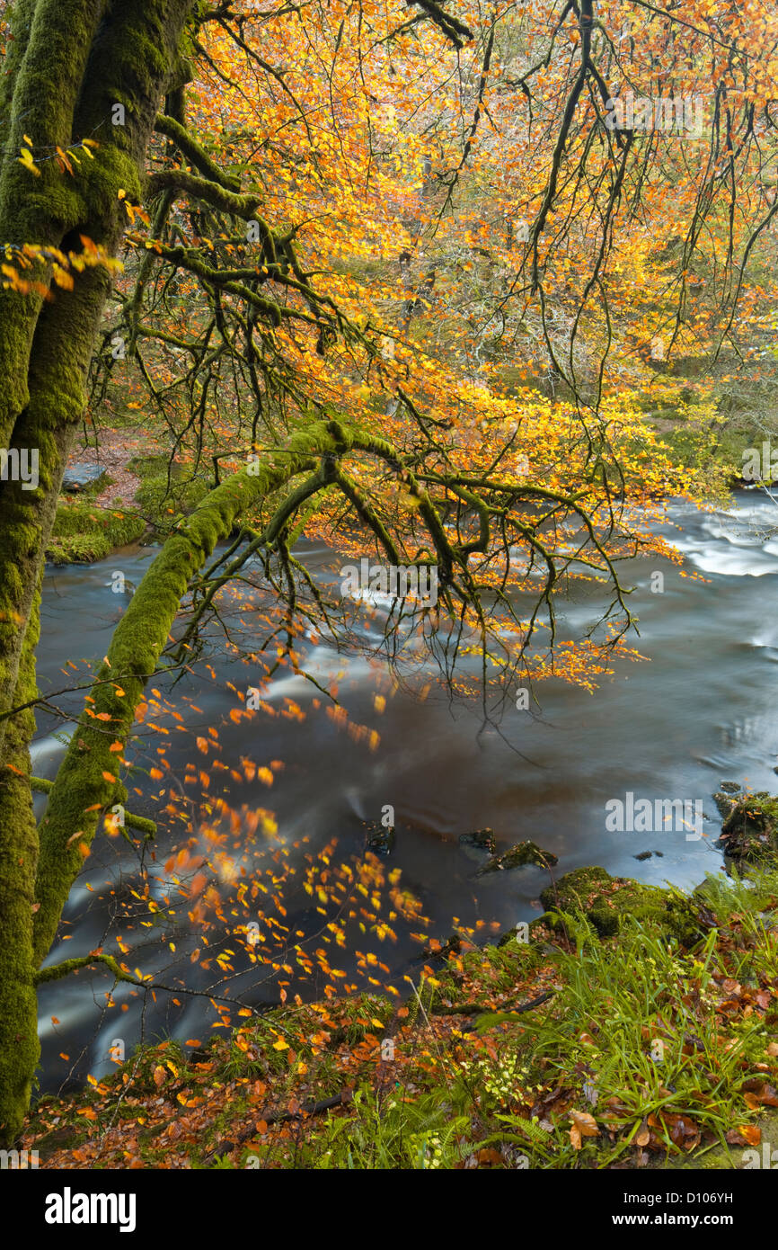 The River Barle in autumn near Tarr Steps, Exmoor National Park ...