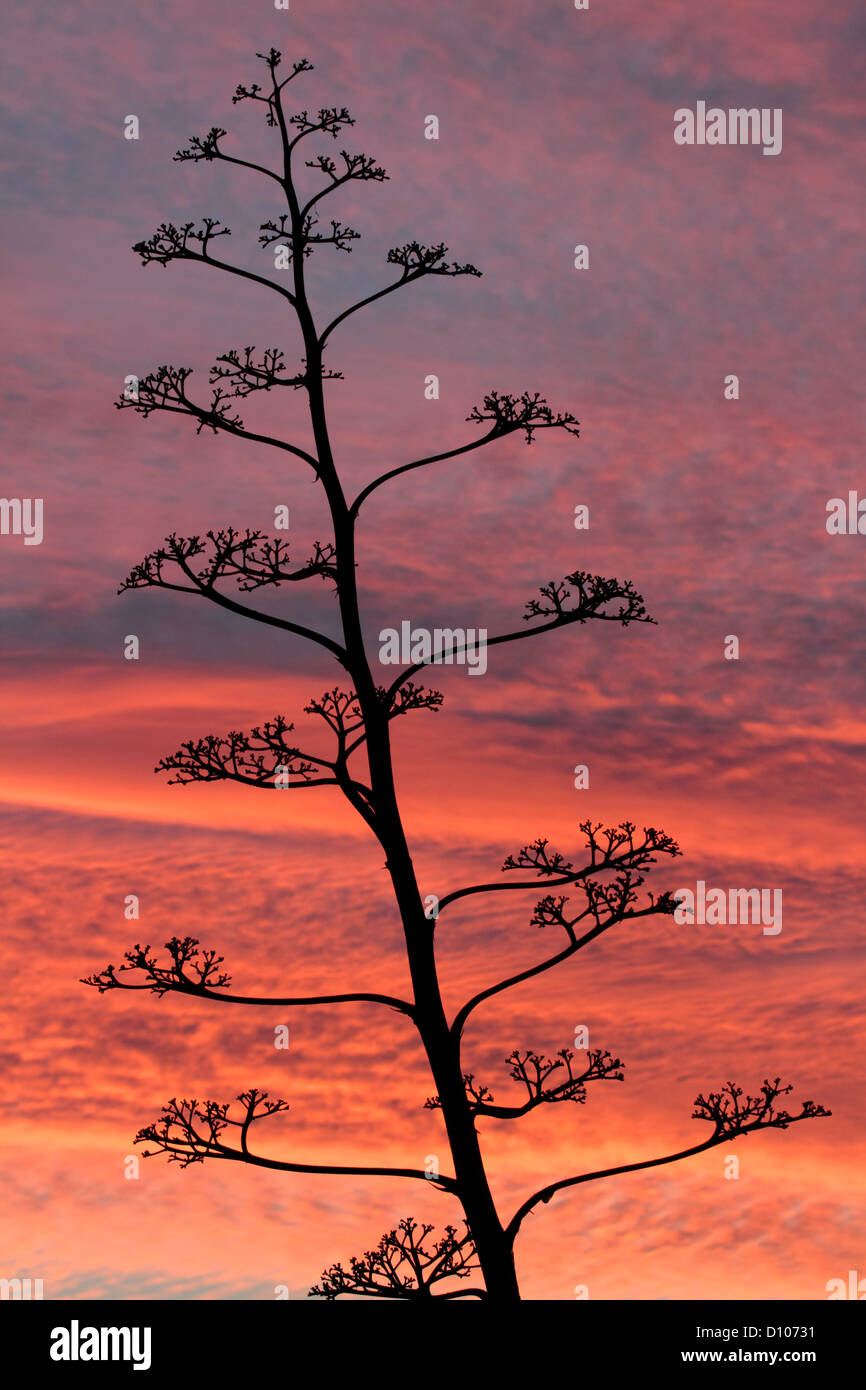 The flowering stalk of an American Agave plant against clouds at sunset ...