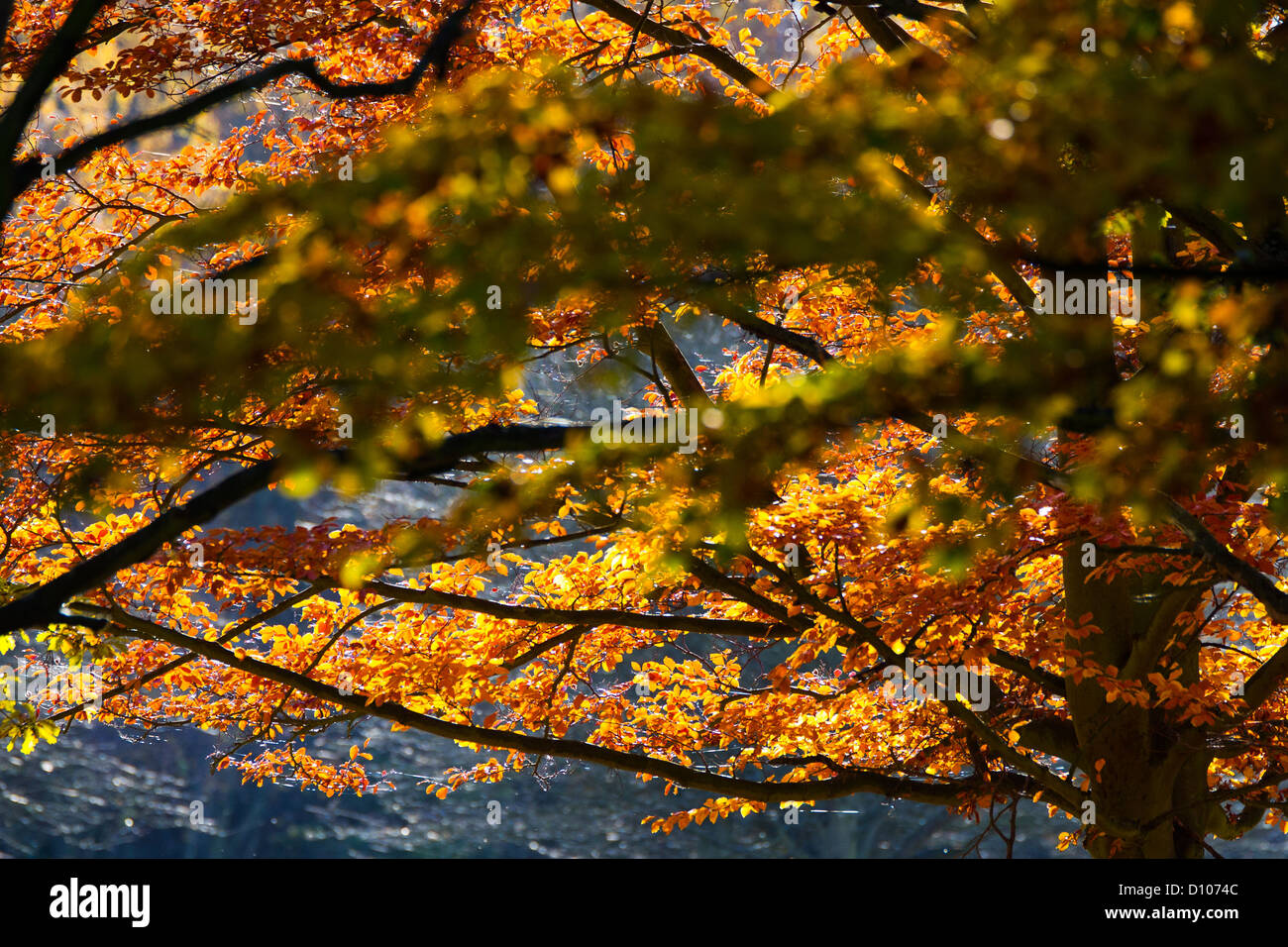 Young beech trees hi-res stock photography and images - Alamy