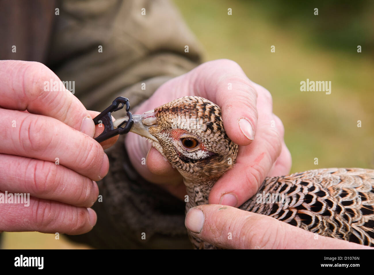 Putting Beak guard on a Pheasant to Prevent pecking,Devon UK. Not to ...