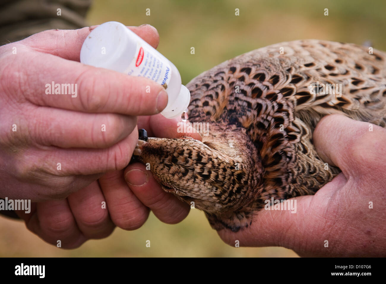 Putting eye drops in a hen pheasant Stock Photo - Alamy