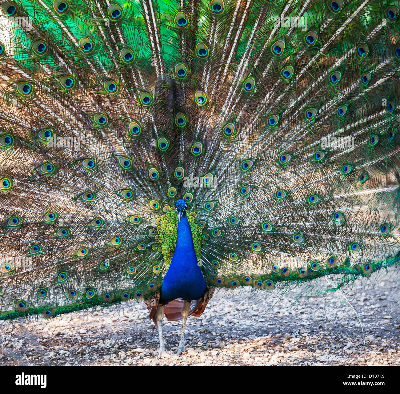 Peacock posture hi-res stock photography and images - Alamy