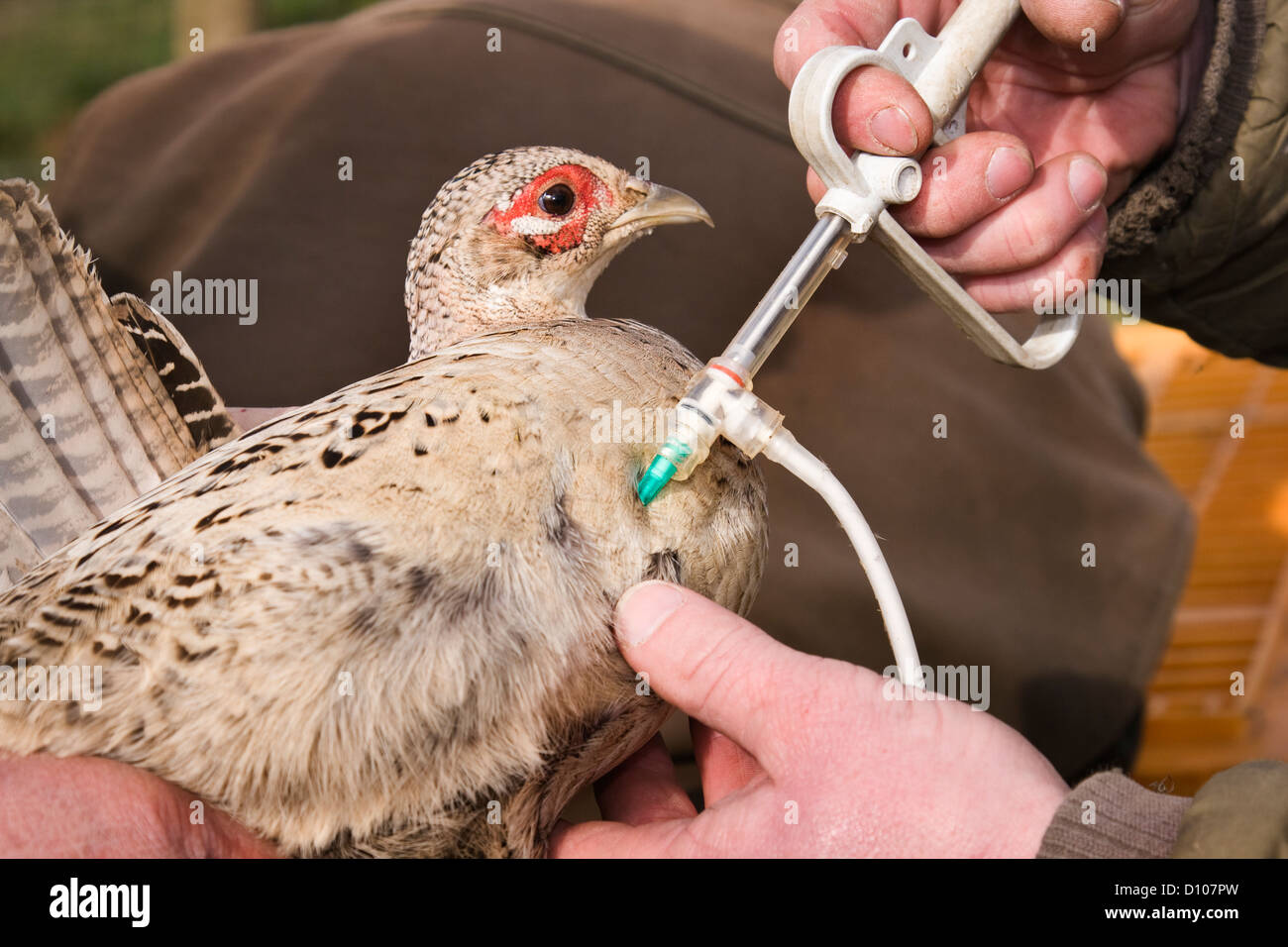 Pheasant rearing hi-res stock photography and images - Alamy