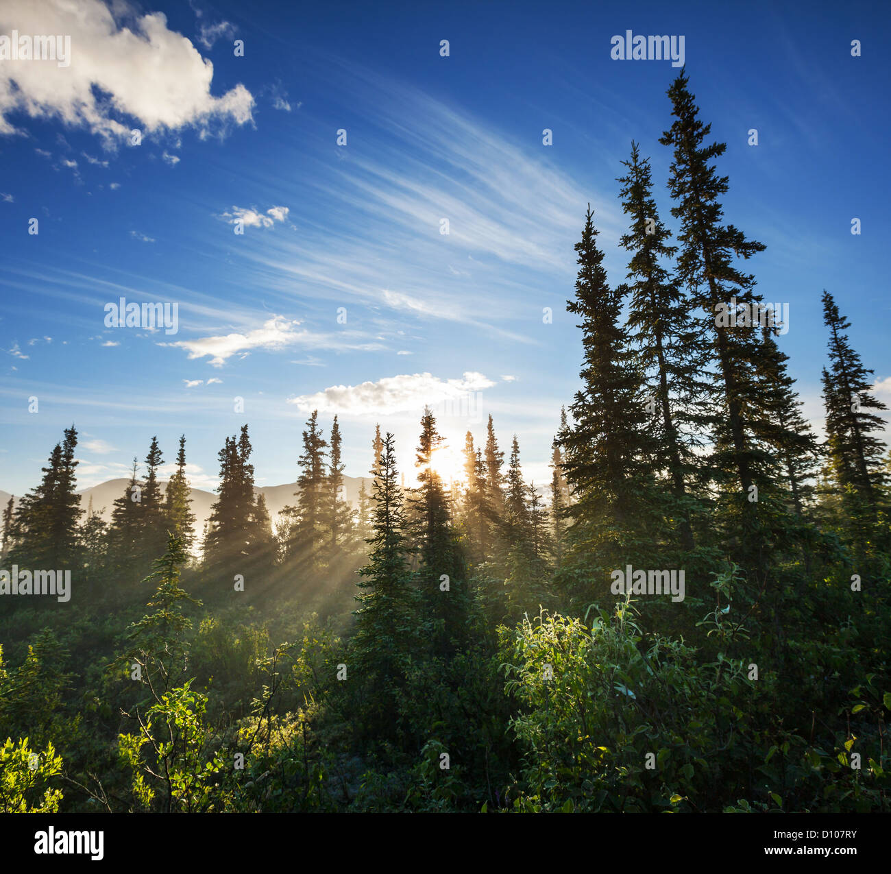 Sunny beams in forest Stock Photo - Alamy