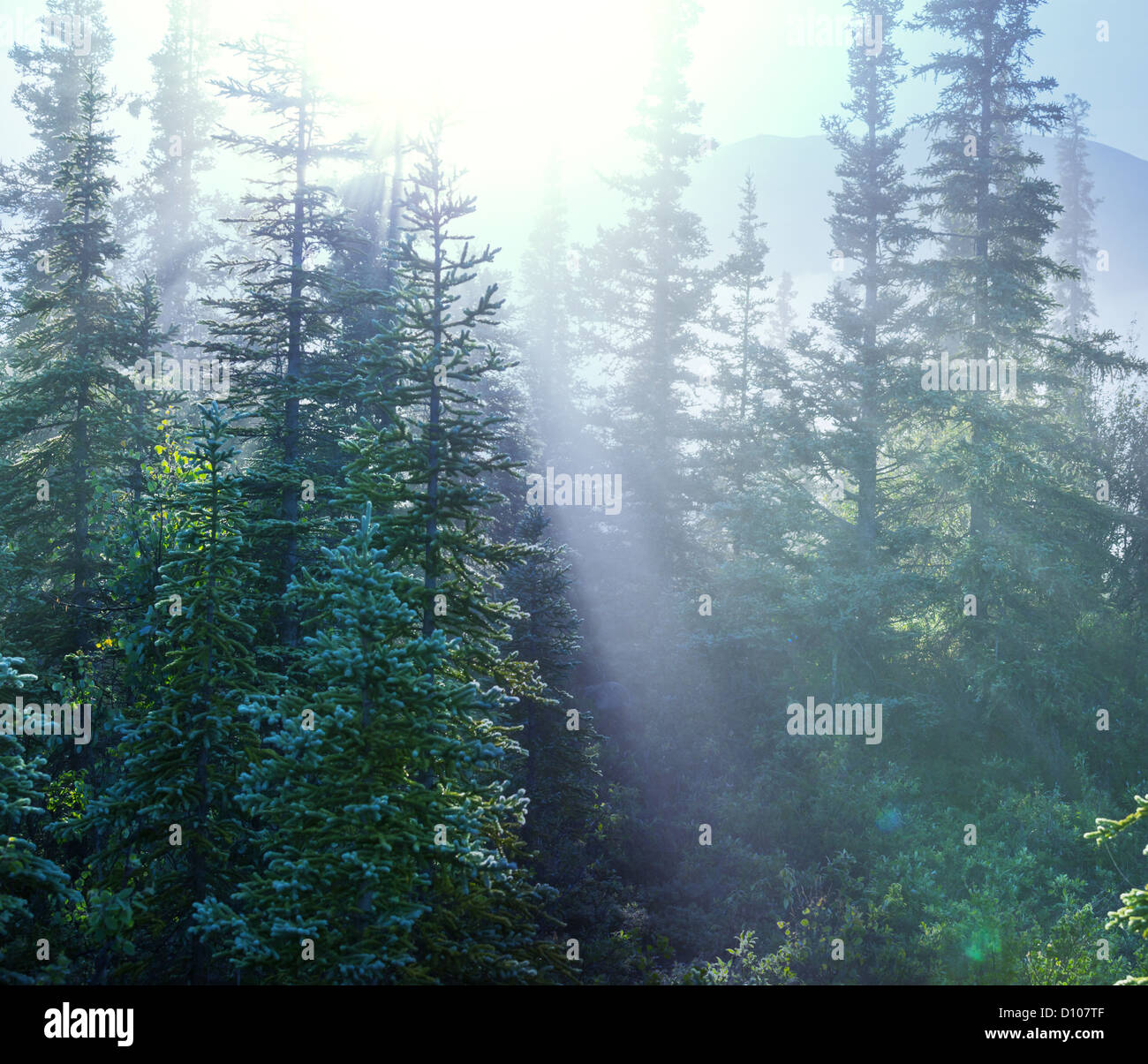 Sunny beams in forest Stock Photo - Alamy