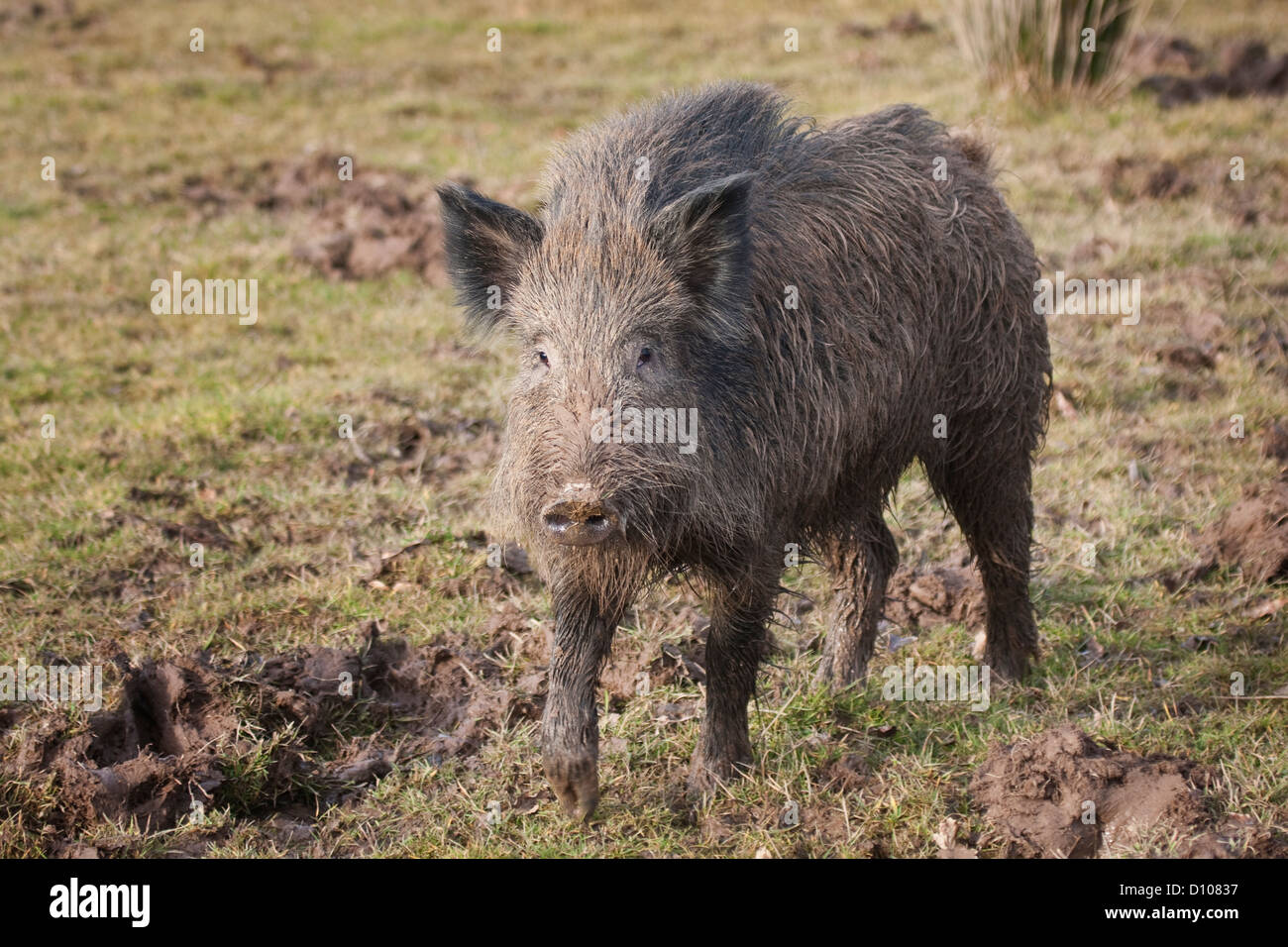 Wild Boar,Sus scrofa,pig Stock Photo - Alamy