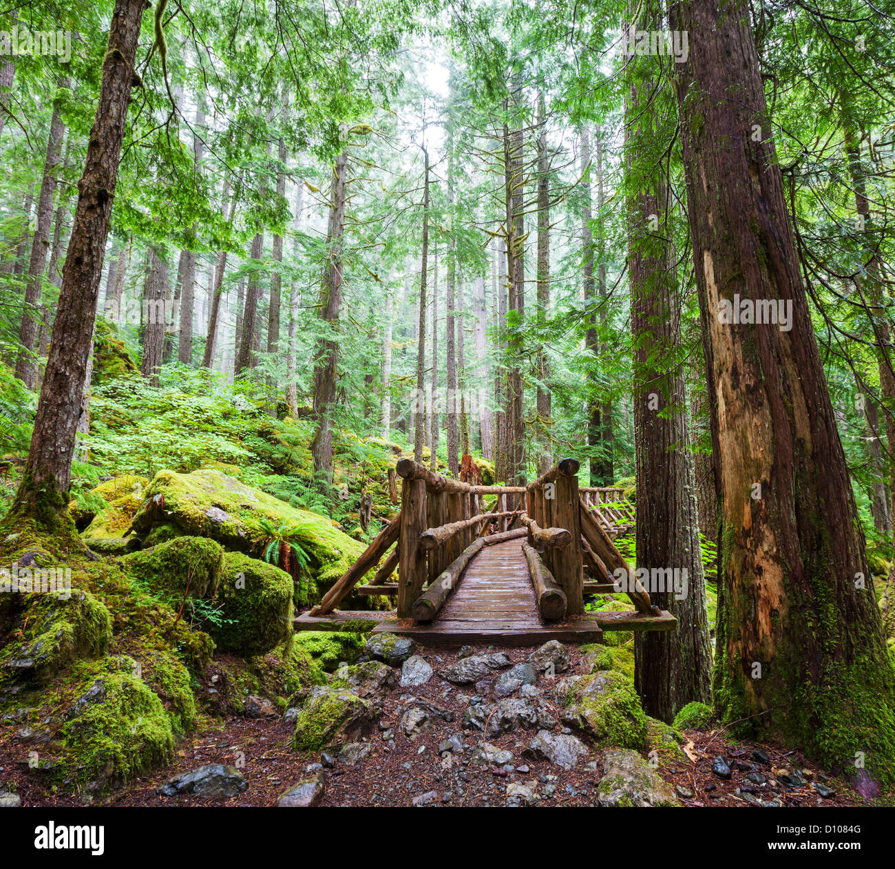 boardwalk in forest Stock Photo - Alamy