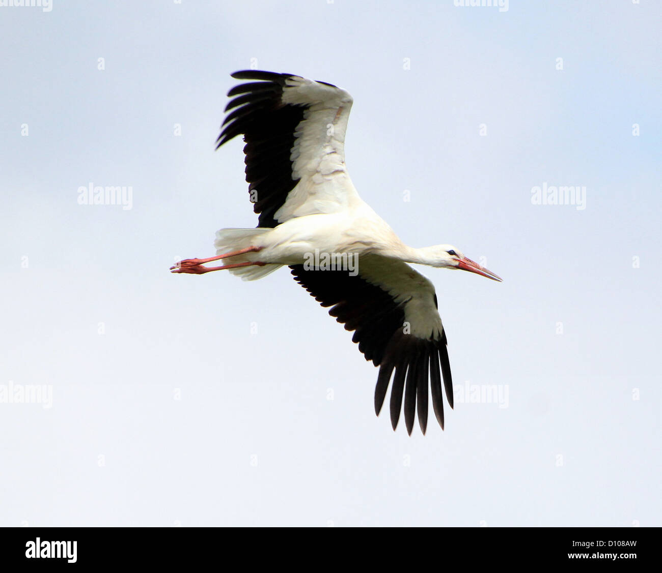 Stork in flight hi-res stock photography and images - Alamy