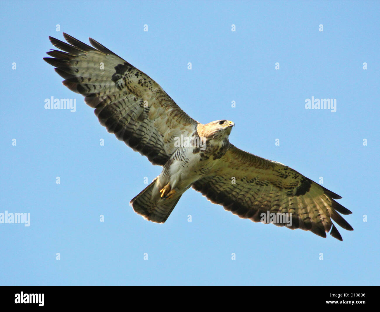 Buteo buteo flight wing wings hi-res stock photography and images - Alamy