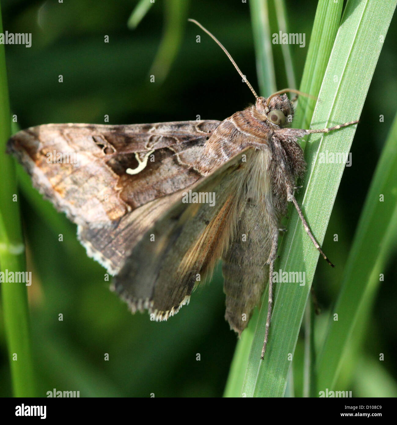 Owlet butterfly hi-res stock photography and images - Alamy