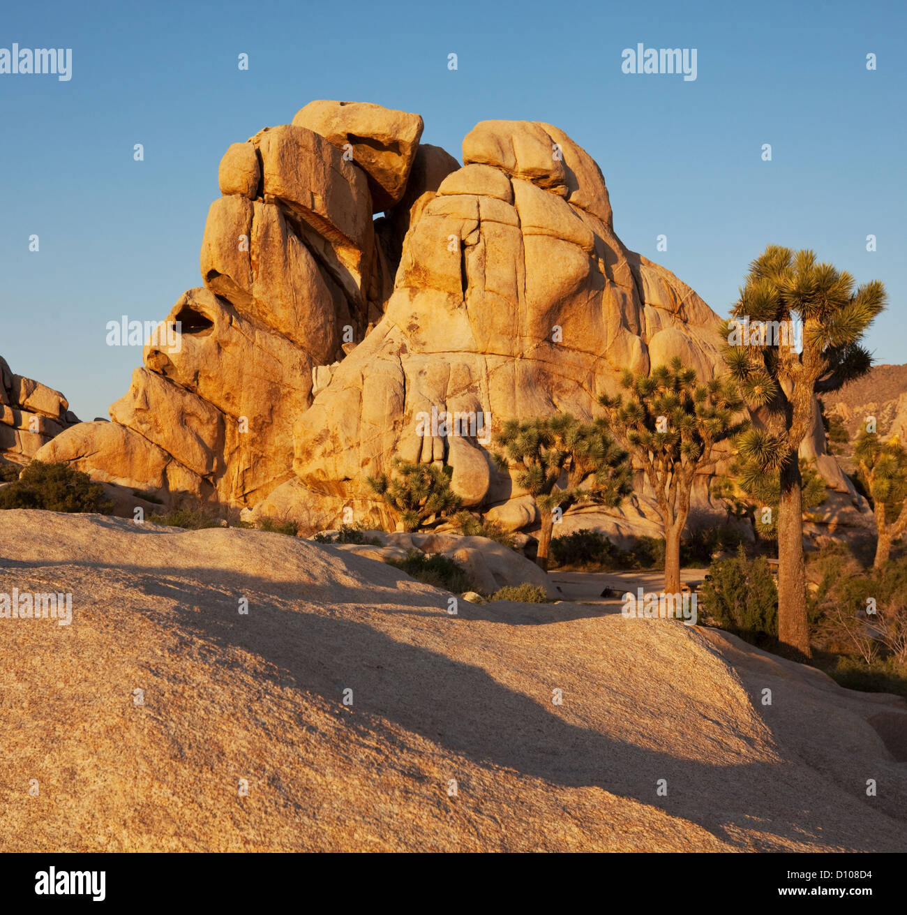 Joshua tree in desert Stock Photo - Alamy