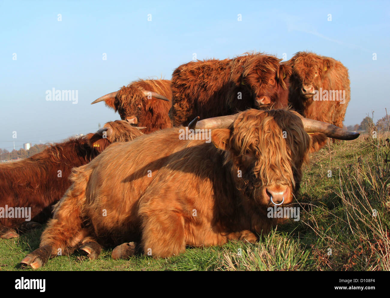 Portrait of a hairy Highland bull lying lazily in the grass ruminating ...