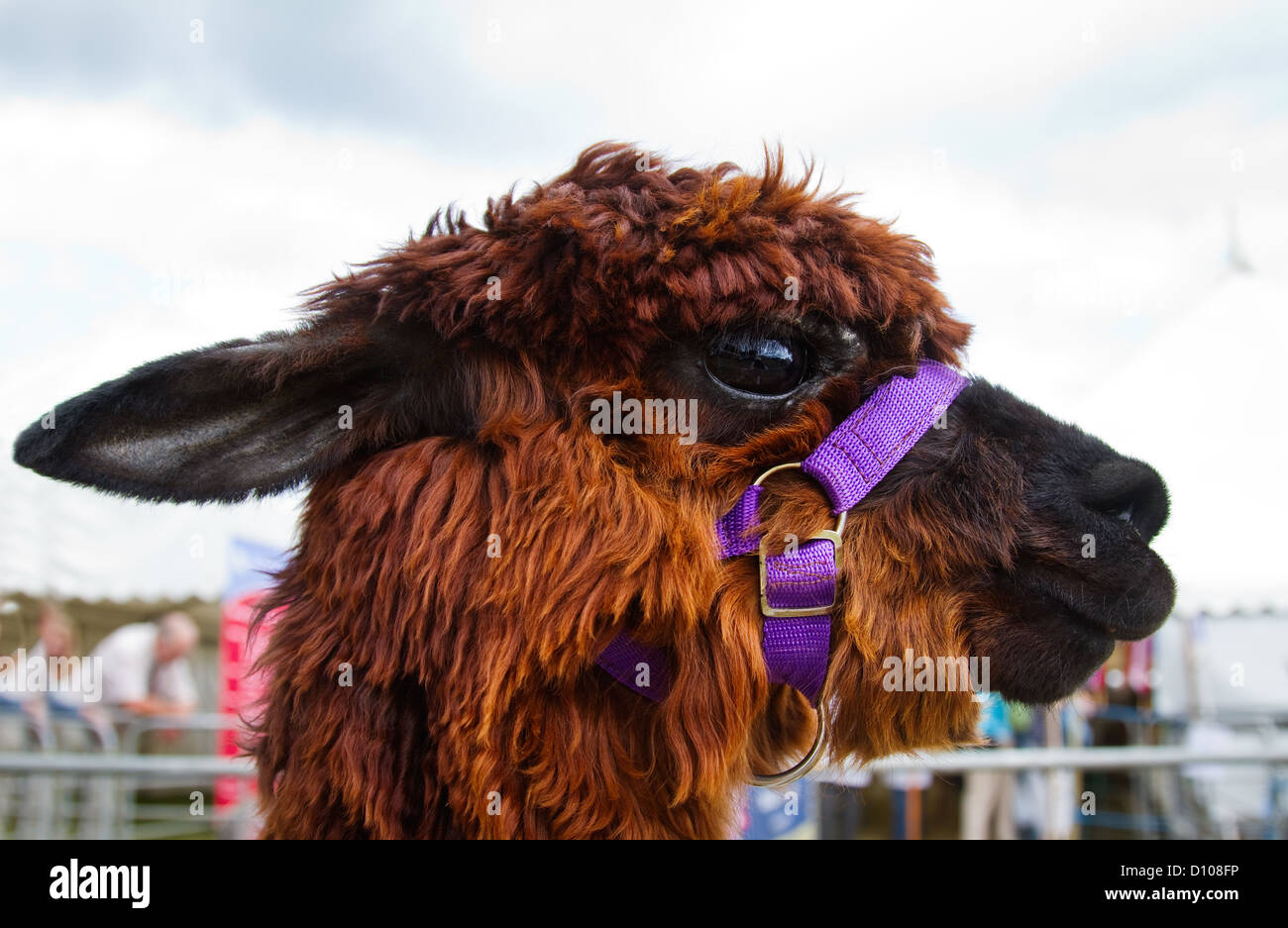 Alpaca , head shot, looking over gate at a country show, Devon UK Stock ...