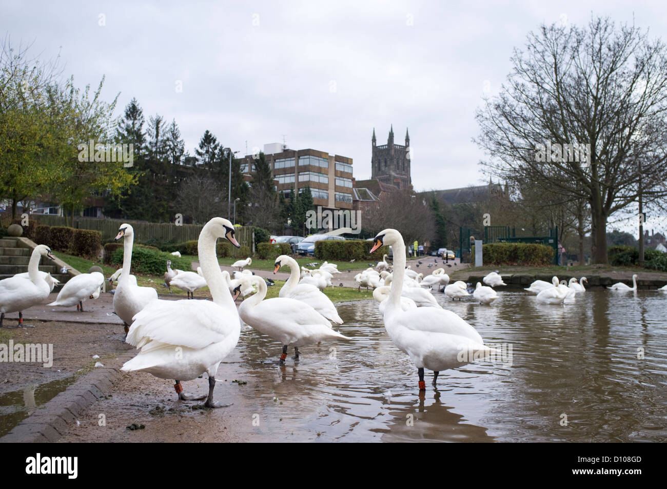 Flooded riverside path on the River Severn at Worcester, England, UK ...
