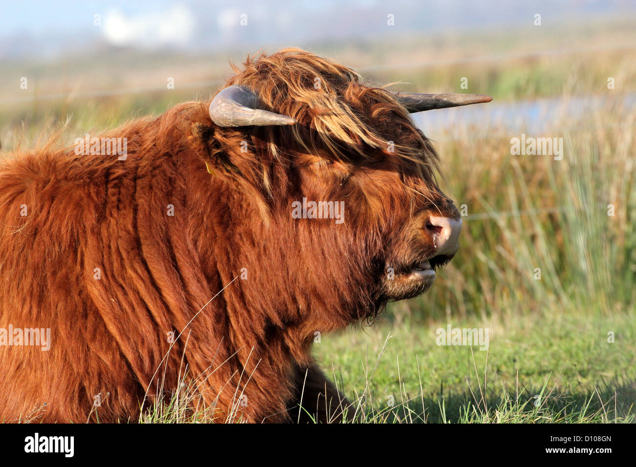 Portrait of a hairy Highland cow lying in the grass ruminating, set ...