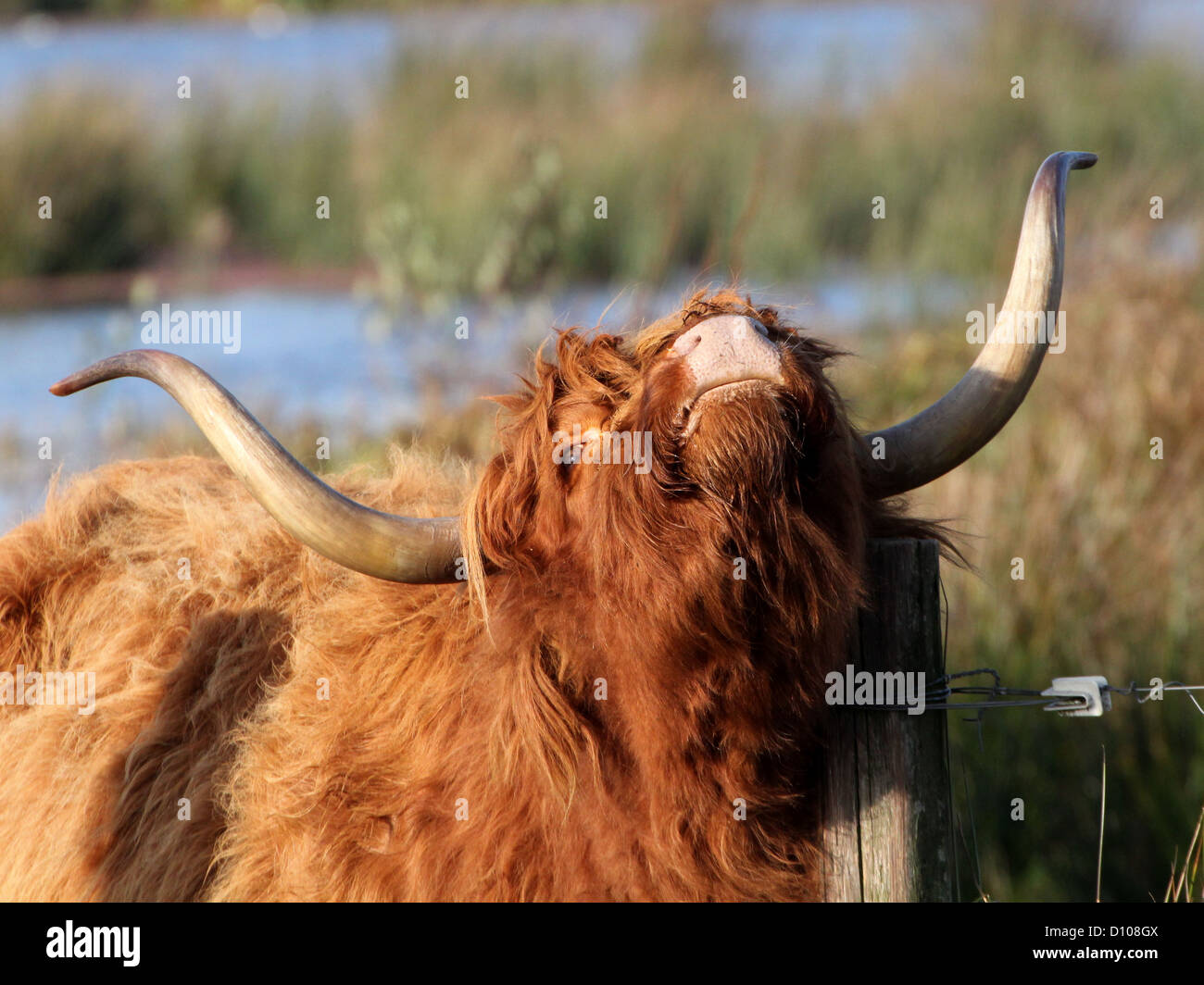 Portrait of a hairy Highland bull scratching his head on a pole to ...