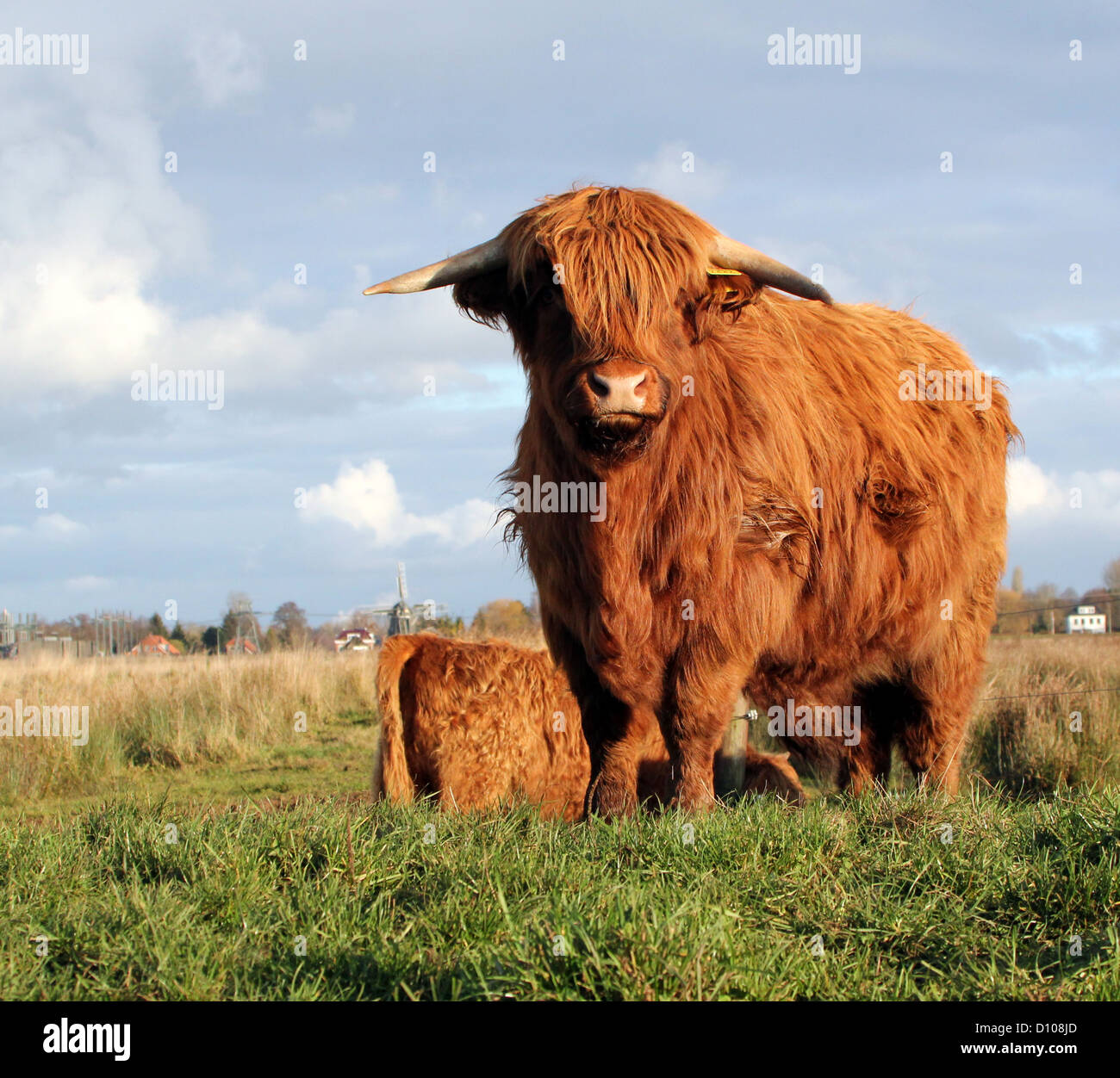 Portrait of a hairy Highland cow standing in front of a clear and sunny ...