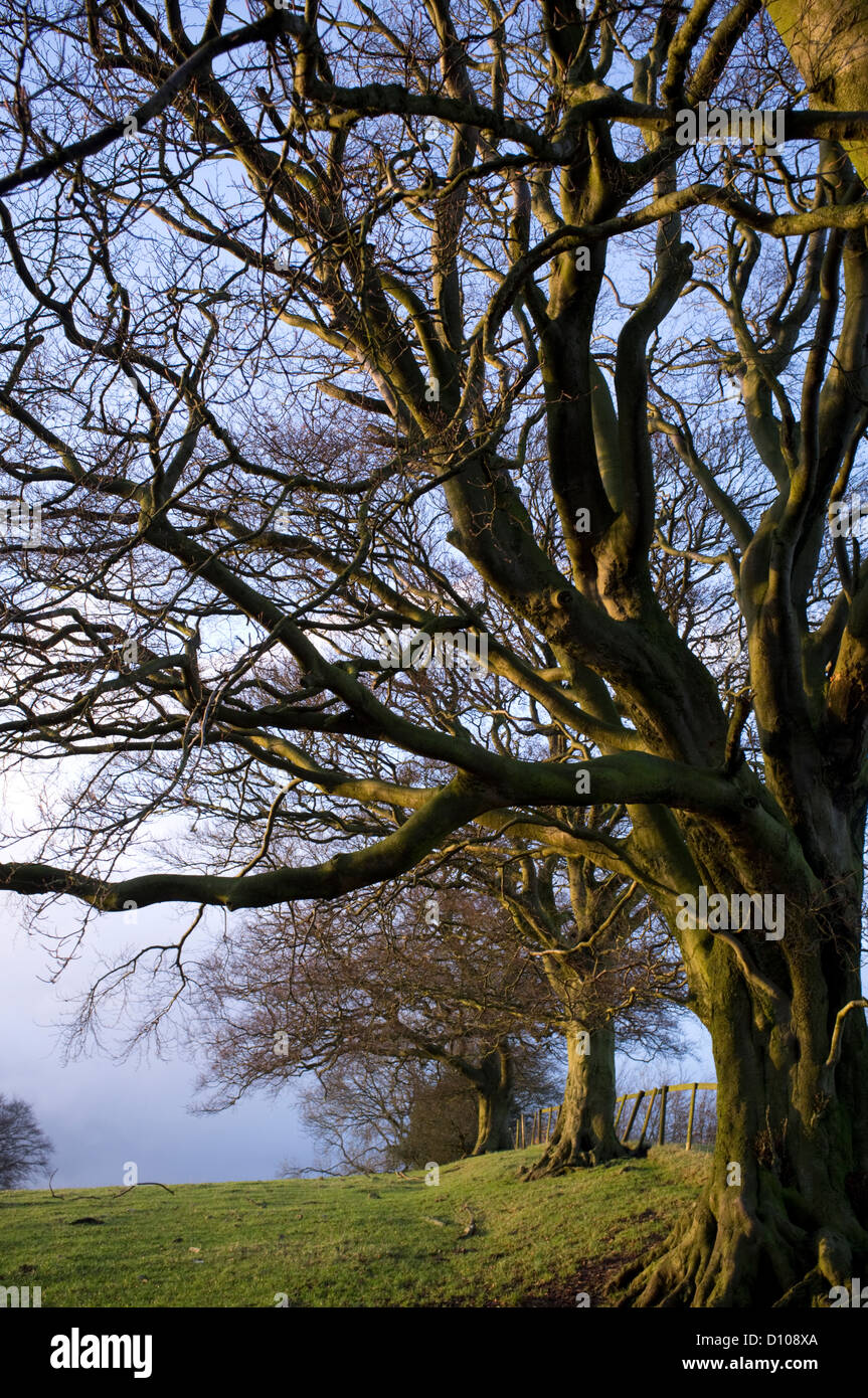 Beech trees in winter hi-res stock photography and images - Alamy