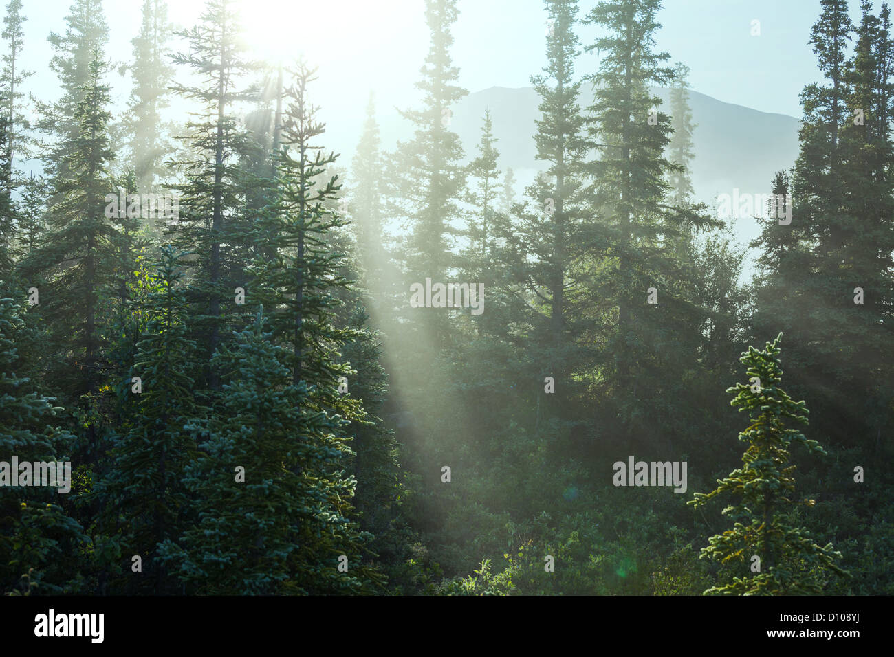 Sunny beams in forest Stock Photo - Alamy