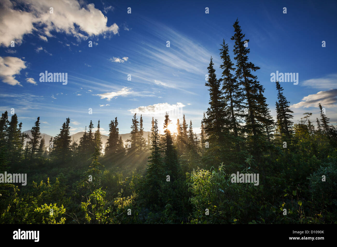 Sunny beams in forest Stock Photo - Alamy