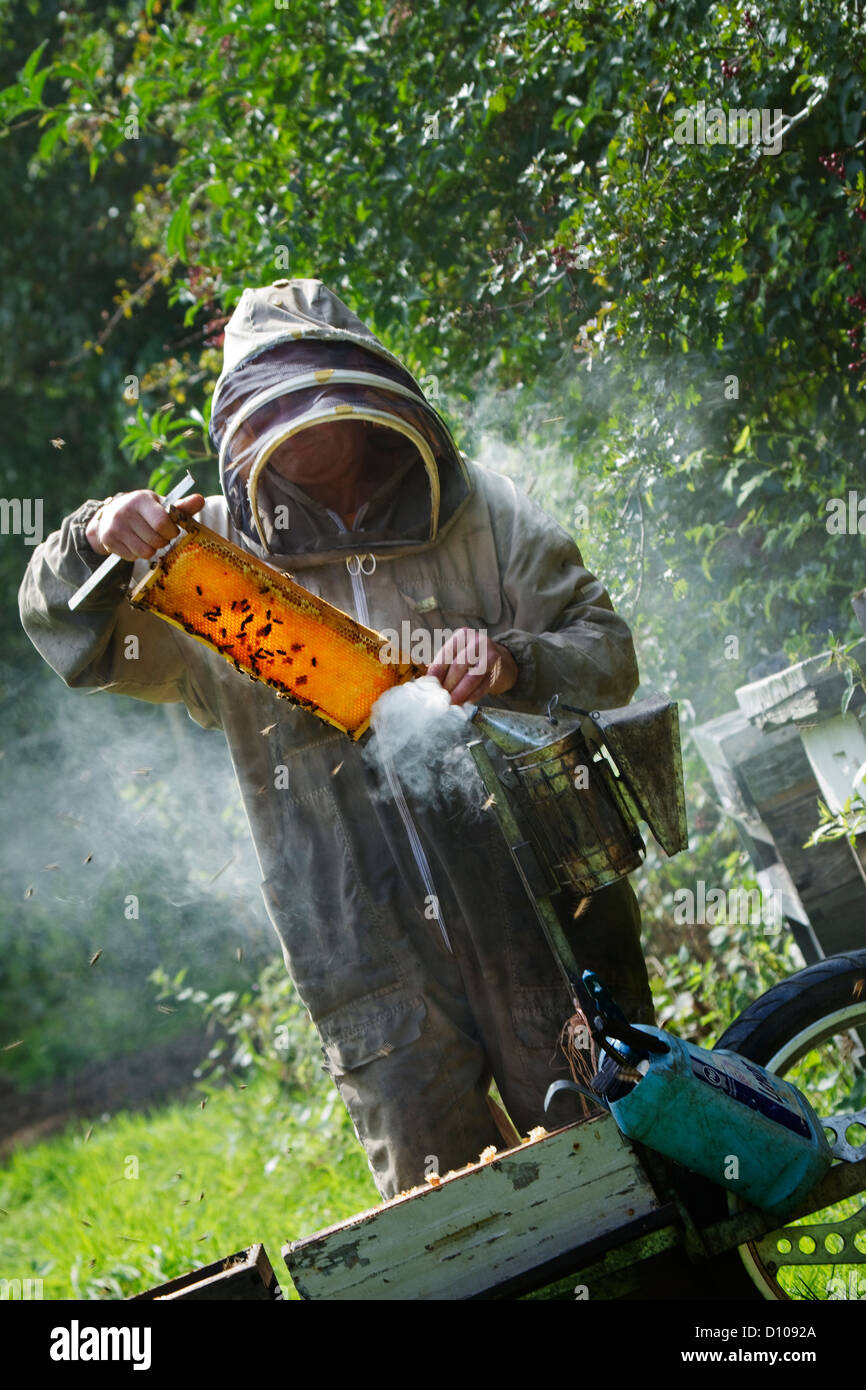 The keeping of bees hi-res stock photography and images - Alamy