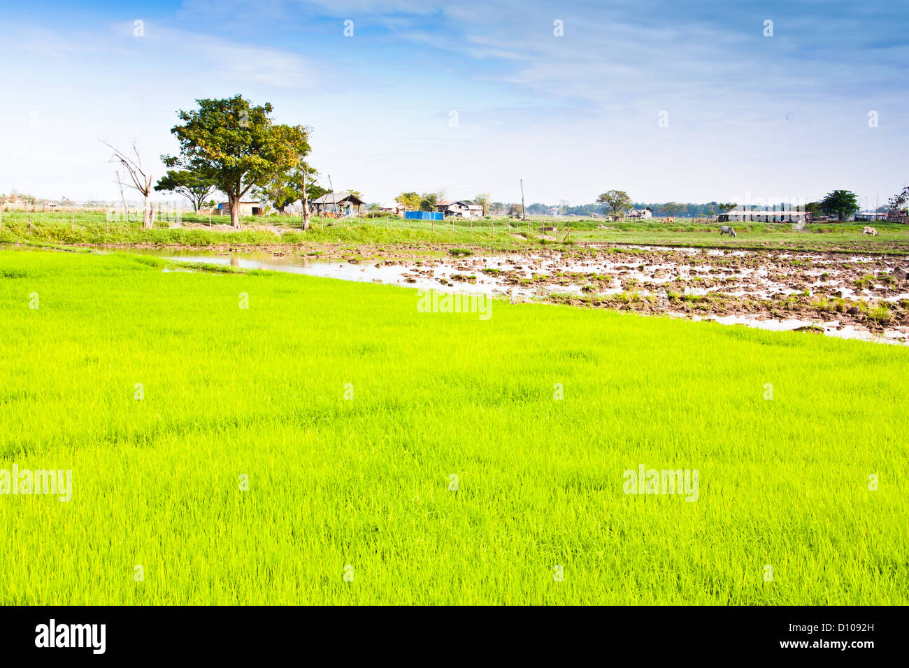 In rice cultivation. Often cultivated in the countryside Stock Photo ...