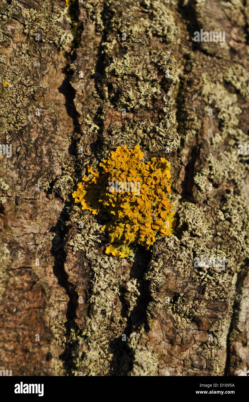 Yellow Lichen On Trees