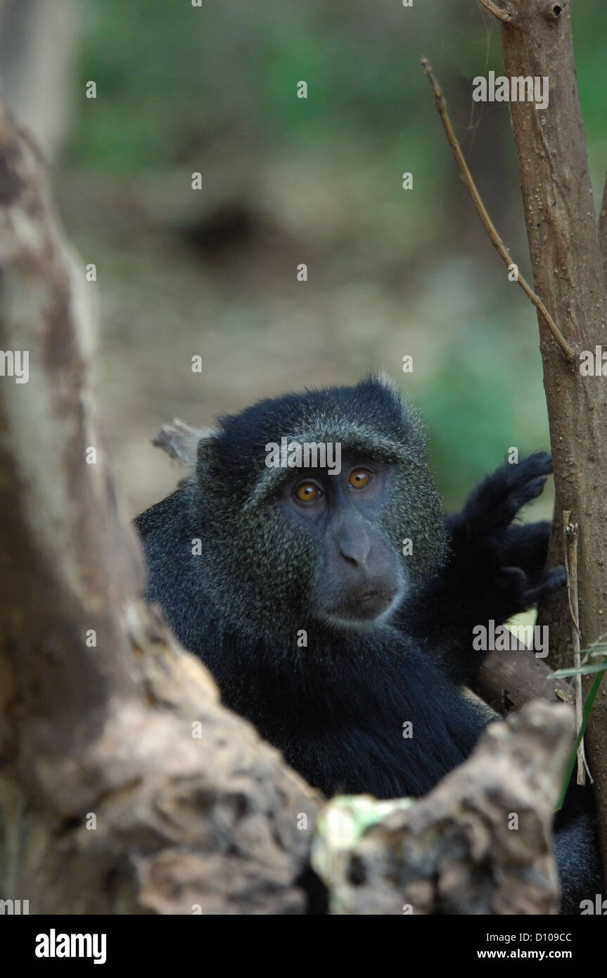 Blue Monkey (Cercopithecus mitis) at Lake Manyara Tanzania Africa Stock ...