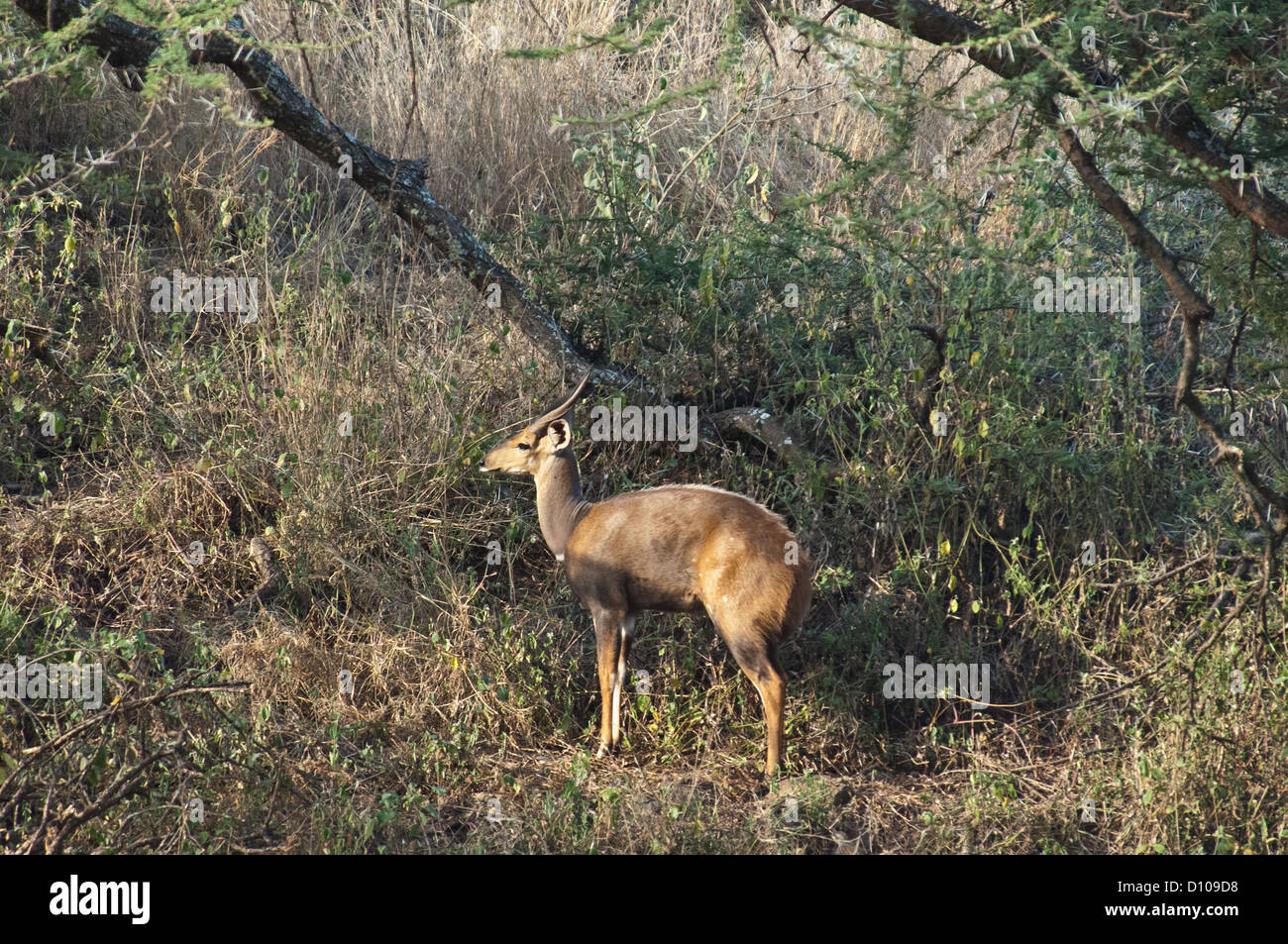 Buck bush hi-res stock photography and images - Alamy