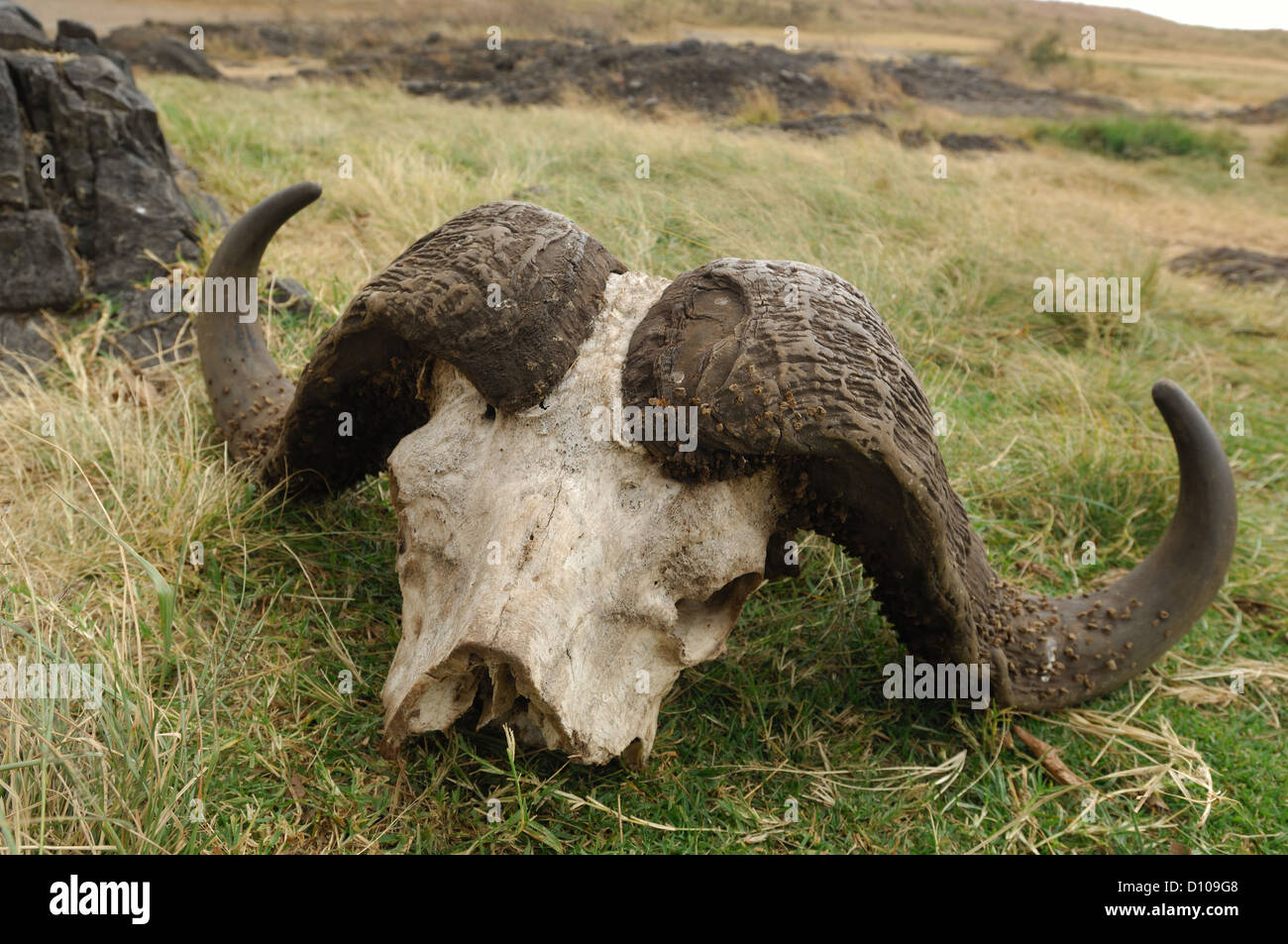 Buffalo bones hi-res stock photography and images - Alamy