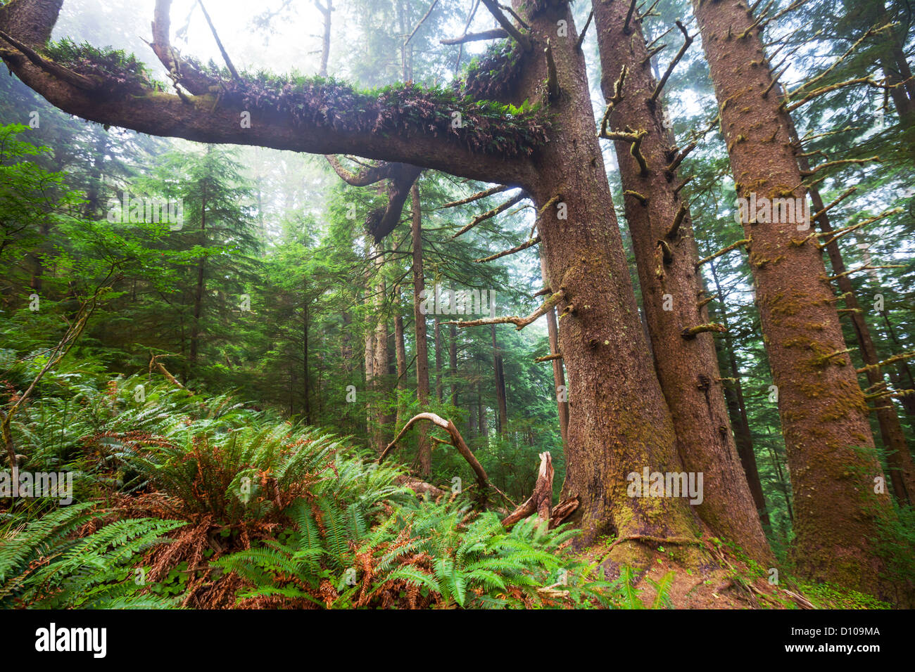 Magic forest of misty Stock Photo - Alamy