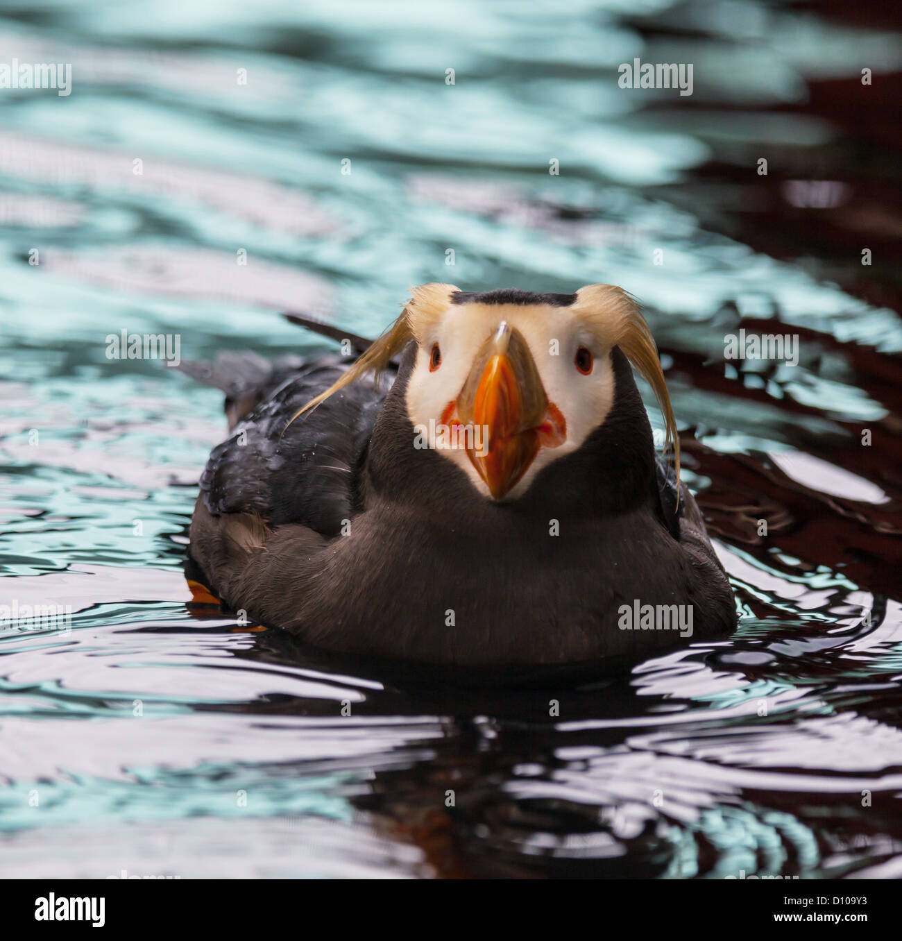 puffin in water Stock Photo - Alamy