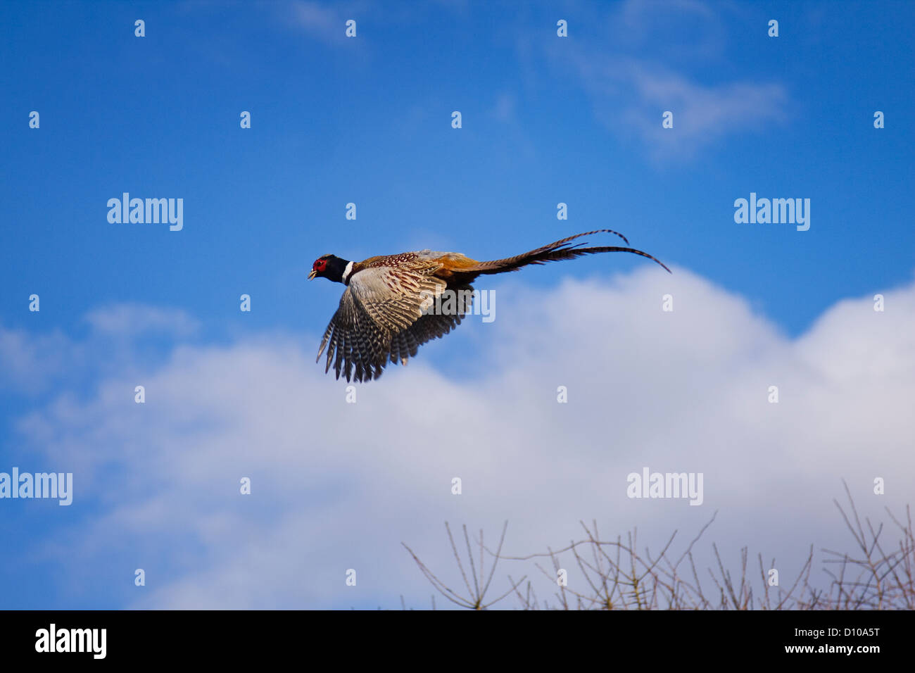 Single adult Cock Pheasant in flight, Devon Uk Stock Photo - Alamy