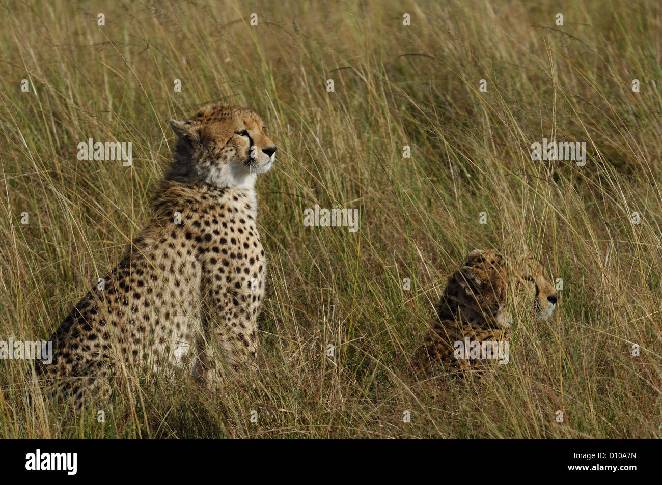 Cheetahs in tall grass, Masai Mara Reserve, Kenya Africa Stock Photo ...