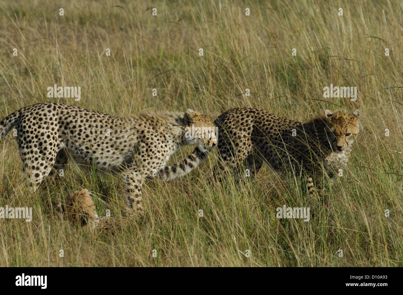 Cheetahs in tall grass, Masai Mara Reserve, Kenya Africa Stock Photo ...