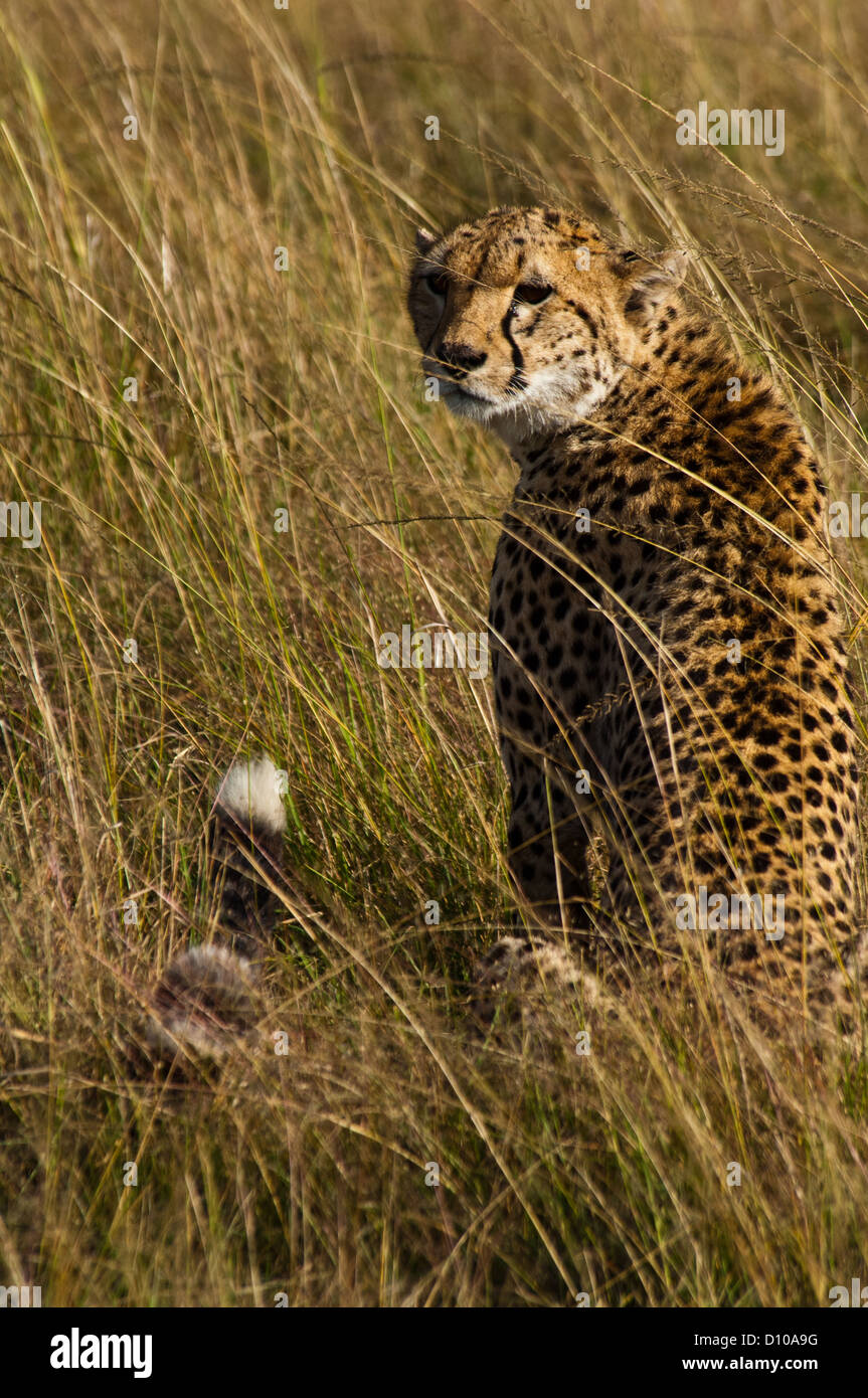 Cheetah in tall grass, Masai Mara Reserve, Kenya Africa Stock Photo - Alamy
